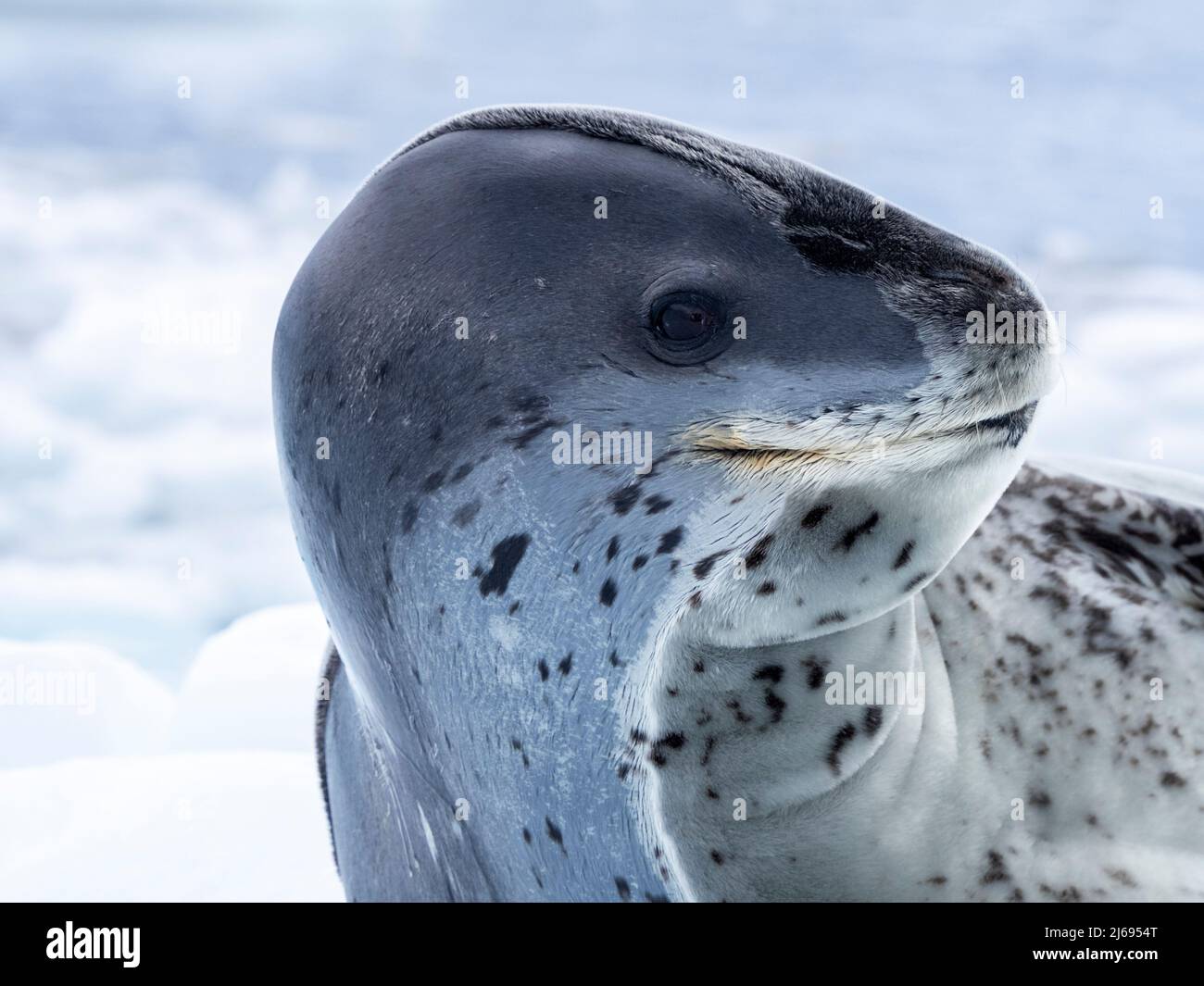 Wildlife oceans icebergs hi-res stock photography and images - Alamy