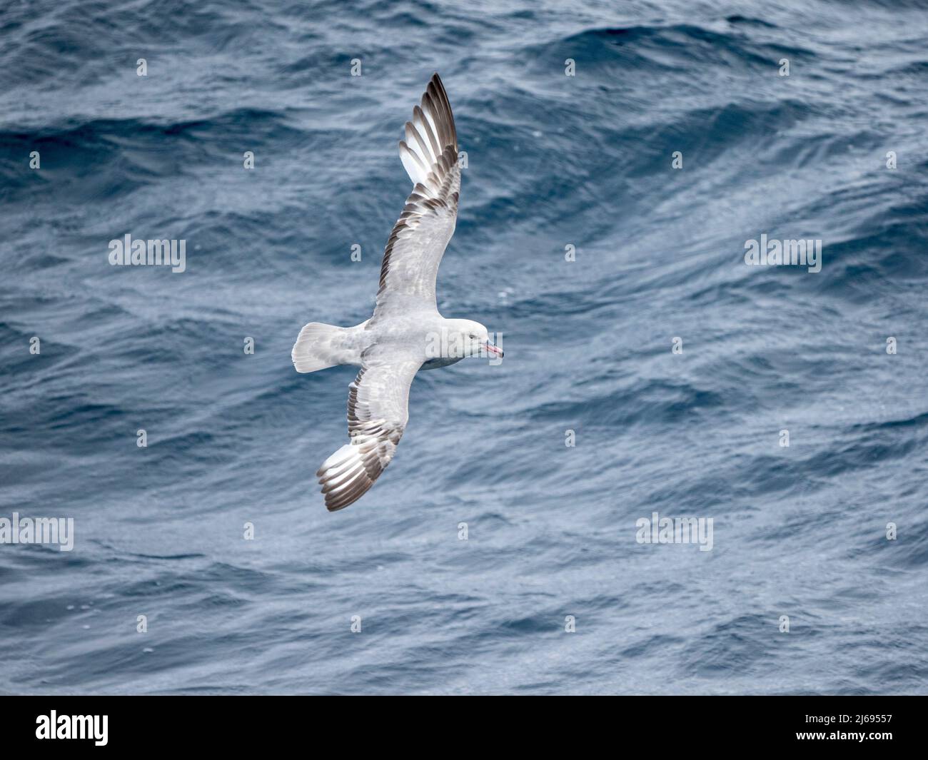 An adult southern fulmar (Fulmarus glacialoides), in flight in the ...