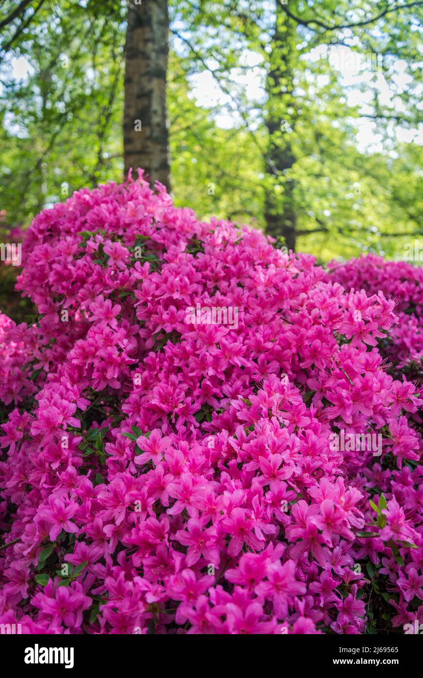 Azalea in Isabella Plantation, Richmond Park, London, England, UK Stock ...