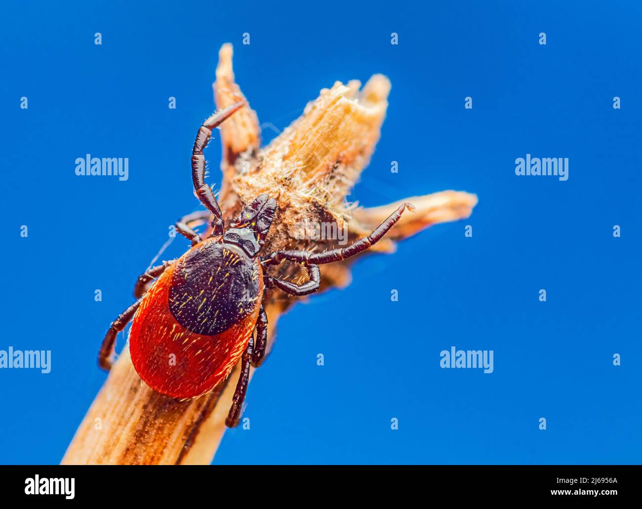 Tick on a plant straw on a blue sky background Stock Photo - Alamy