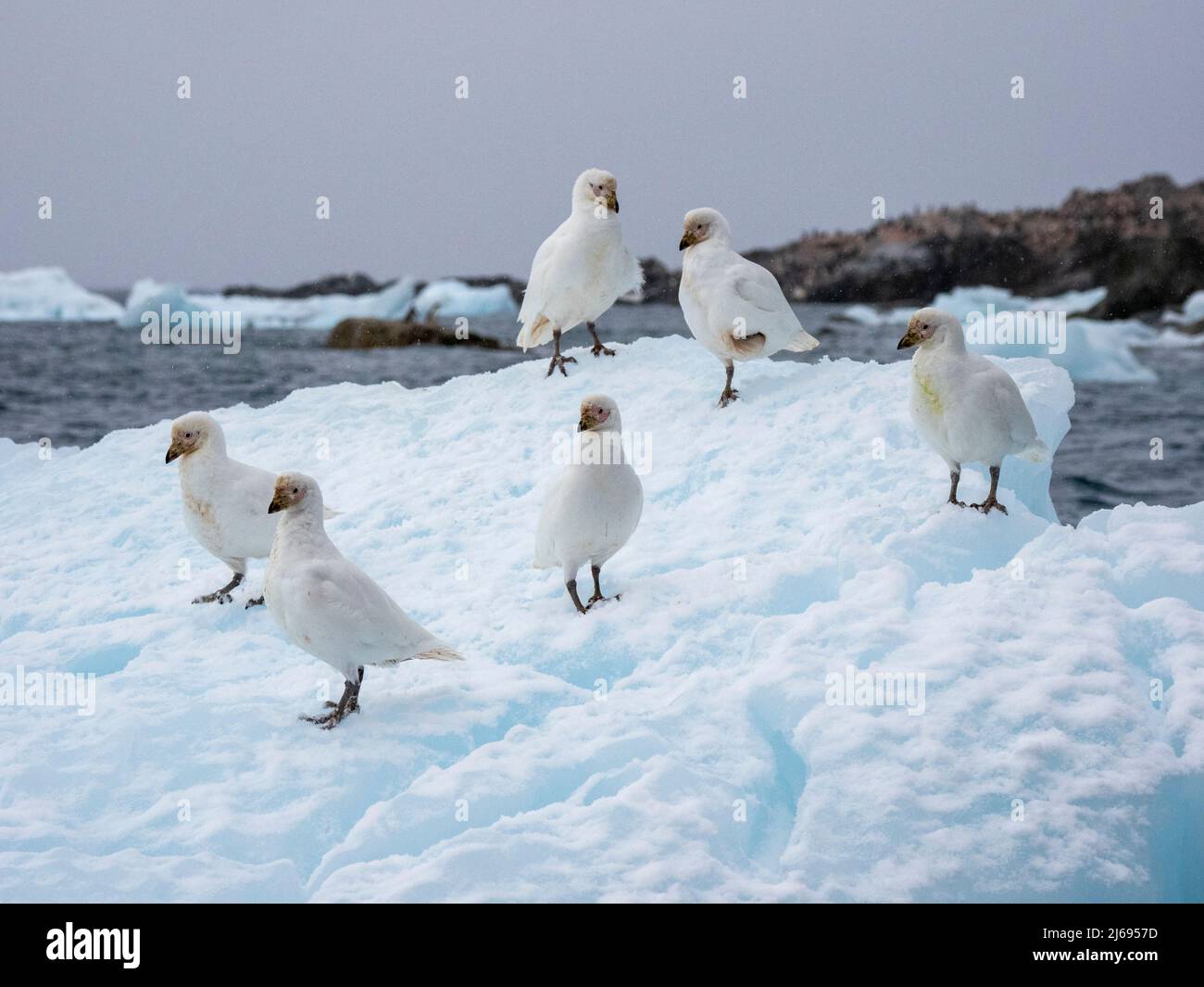 Adult snowy sheathbills (Chionis albus), on ice near Joinville Island ...