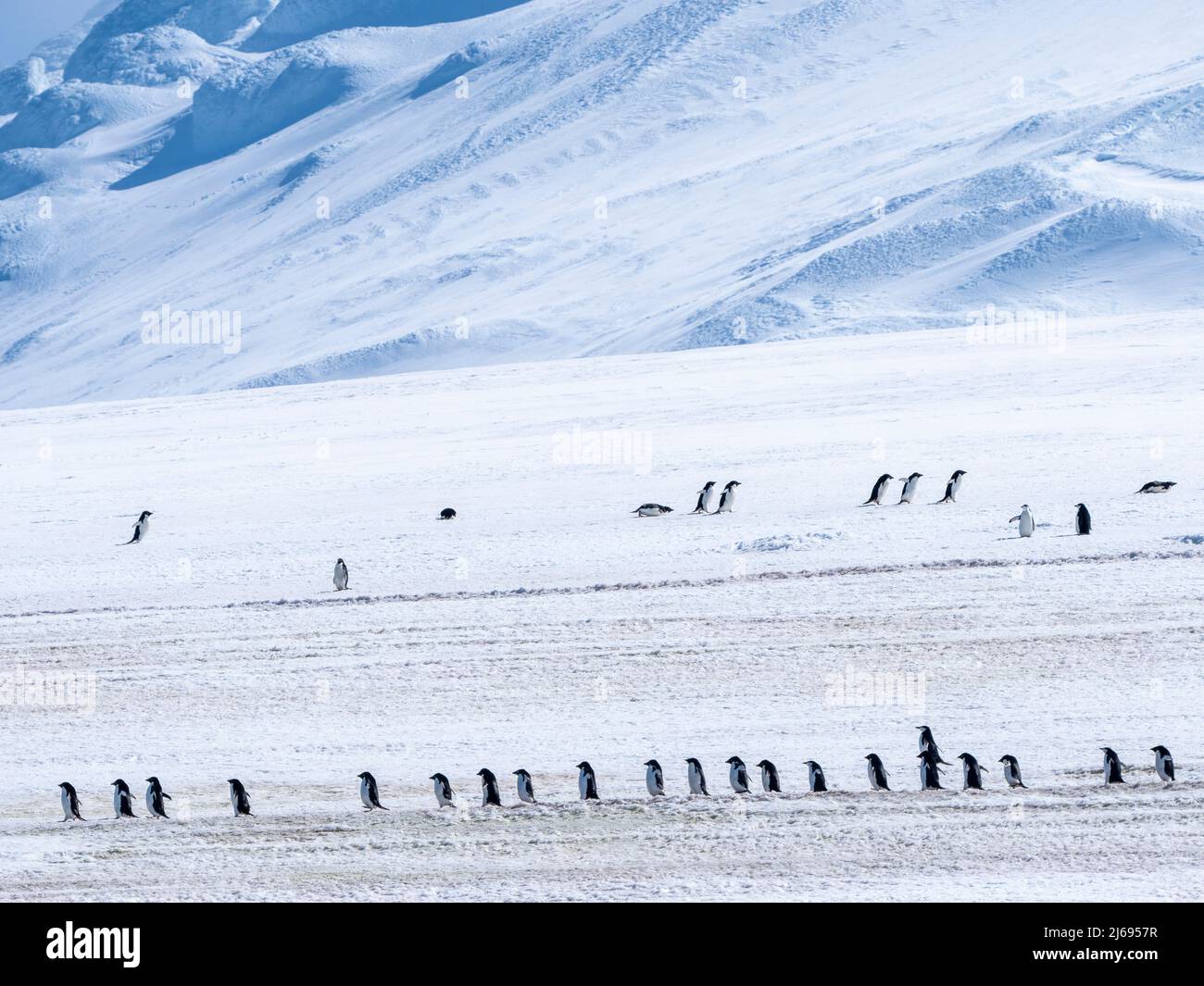 Adult Adelie penguins (Pygoscelis adeliae), walking along a glacier ...