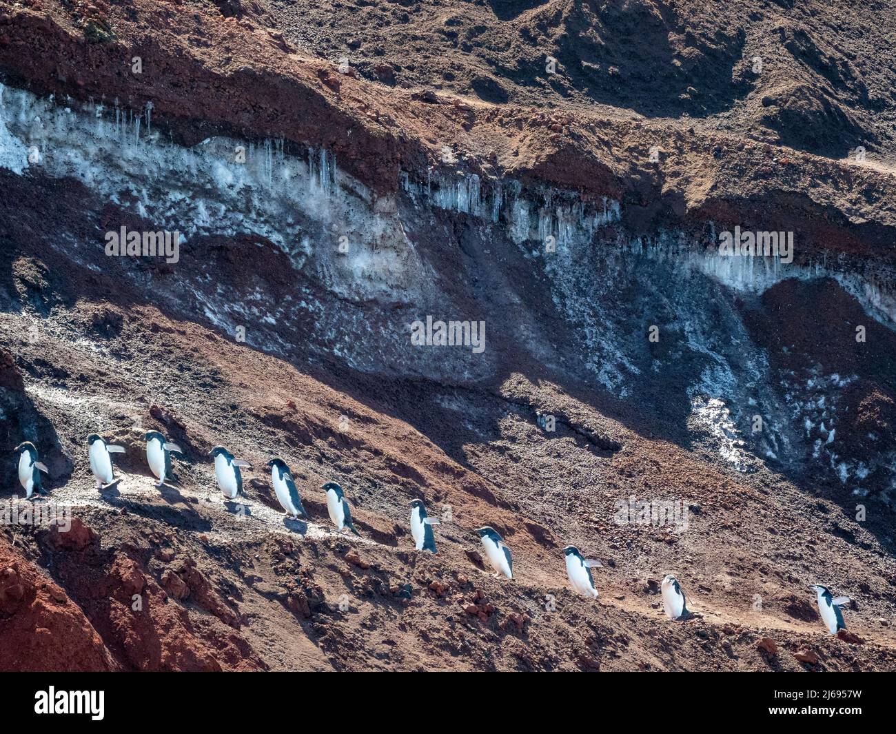 Adult Adelie penguins (Pygoscelis adeliae), walking along a glacier ...