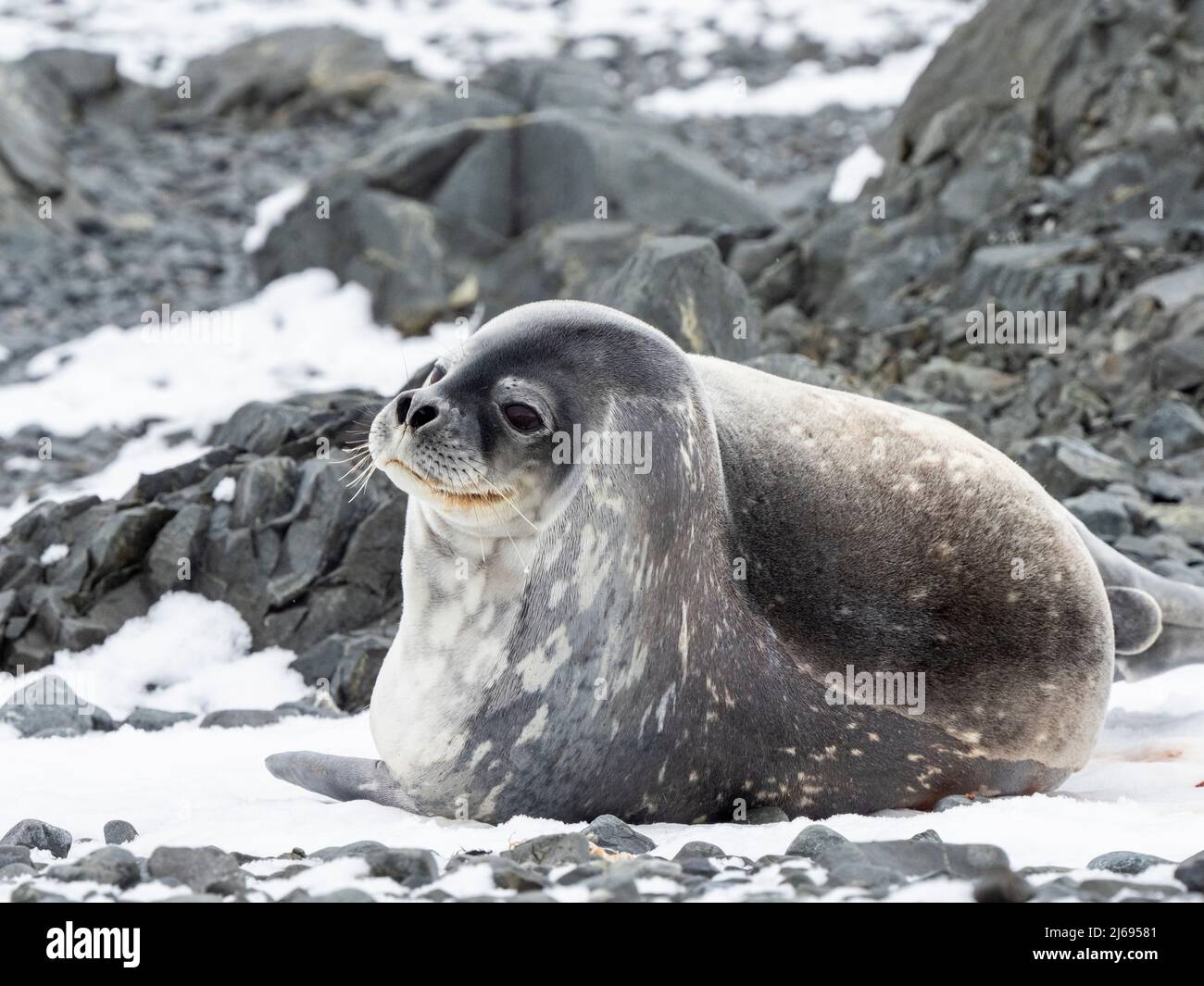 An adult Weddell seal (Leptonychotes weddellii), hauled out at Tay Head ...