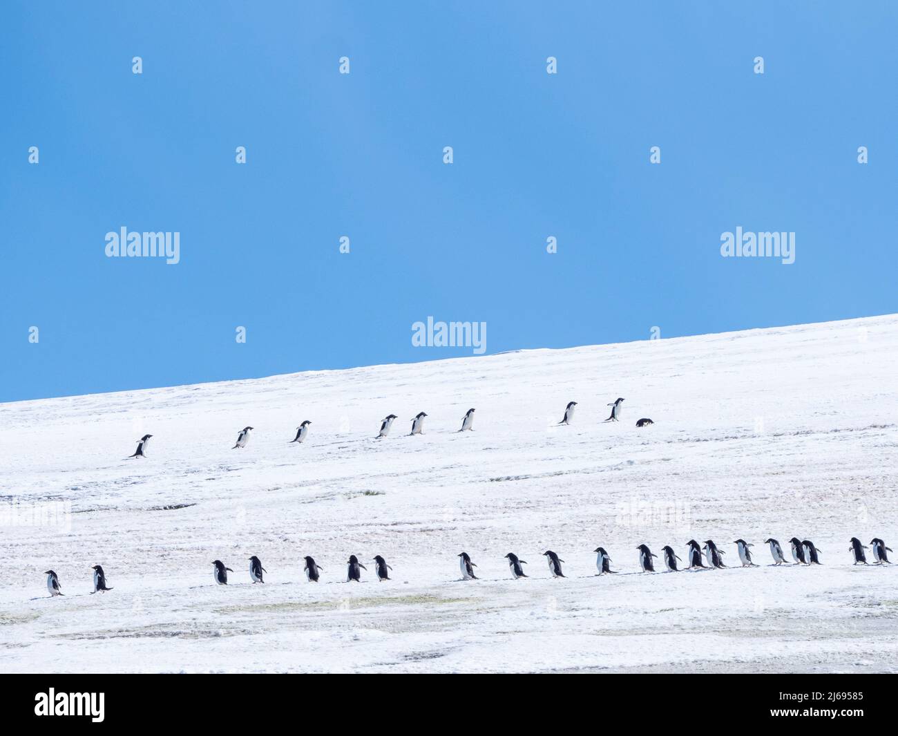 Adult Adelie penguins (Pygoscelis adeliae), walking along a glacier ...