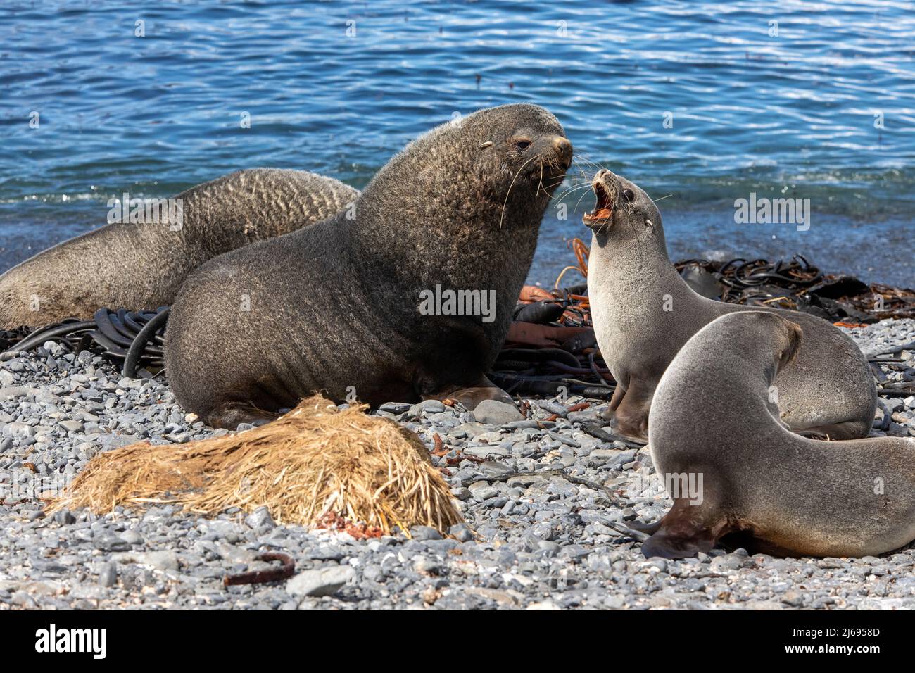 Adult Antarctic fur seal (Arctocephalus gazella), bull and cow on Prion ...