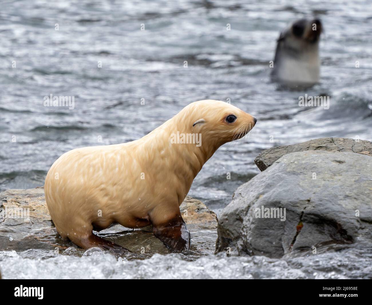 A leucistic Antarctic fur seal (Arctocephalus gazella), pup on the ...