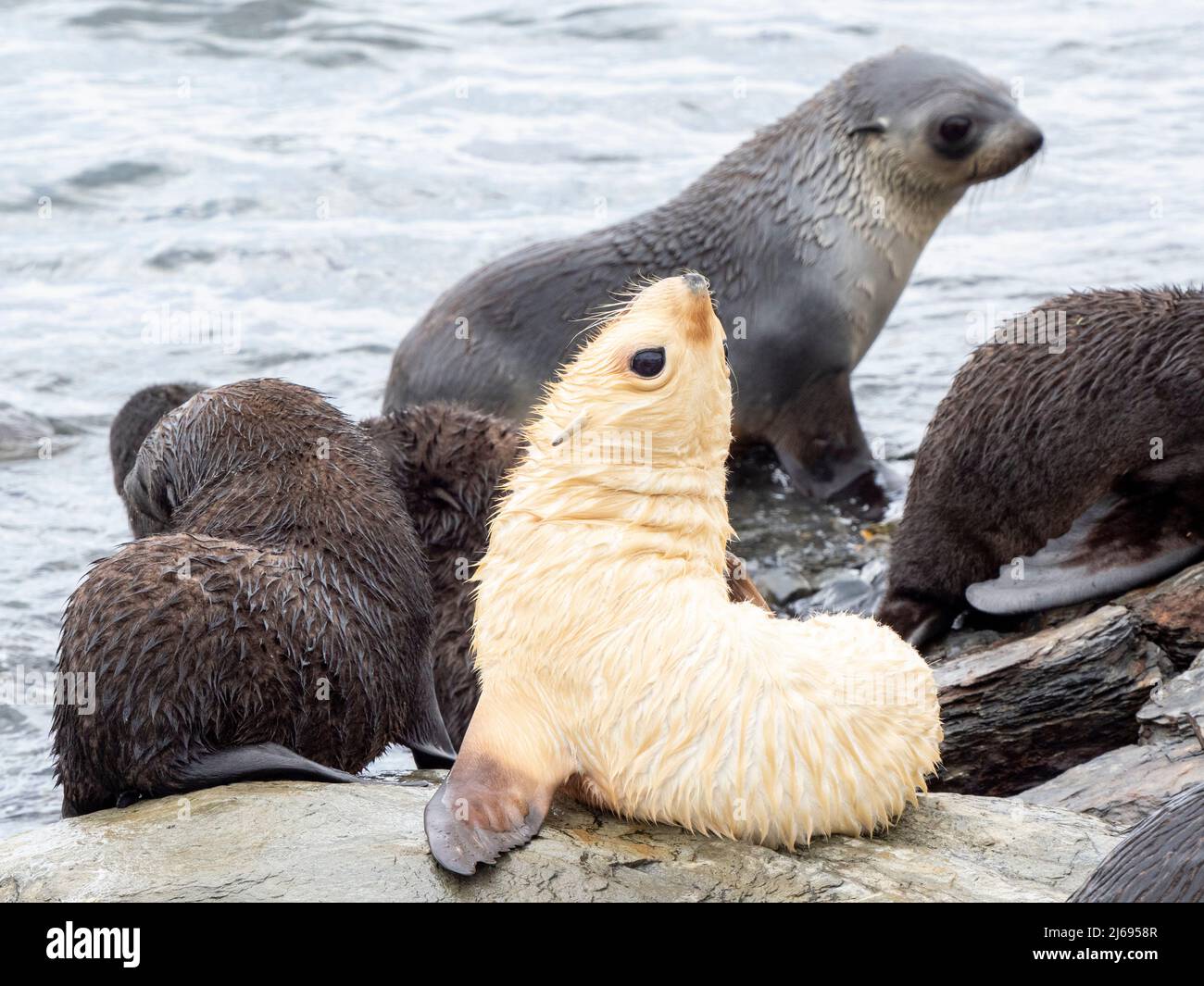A leucistic Antarctic fur seal (Arctocephalus gazella), pup amongst ...