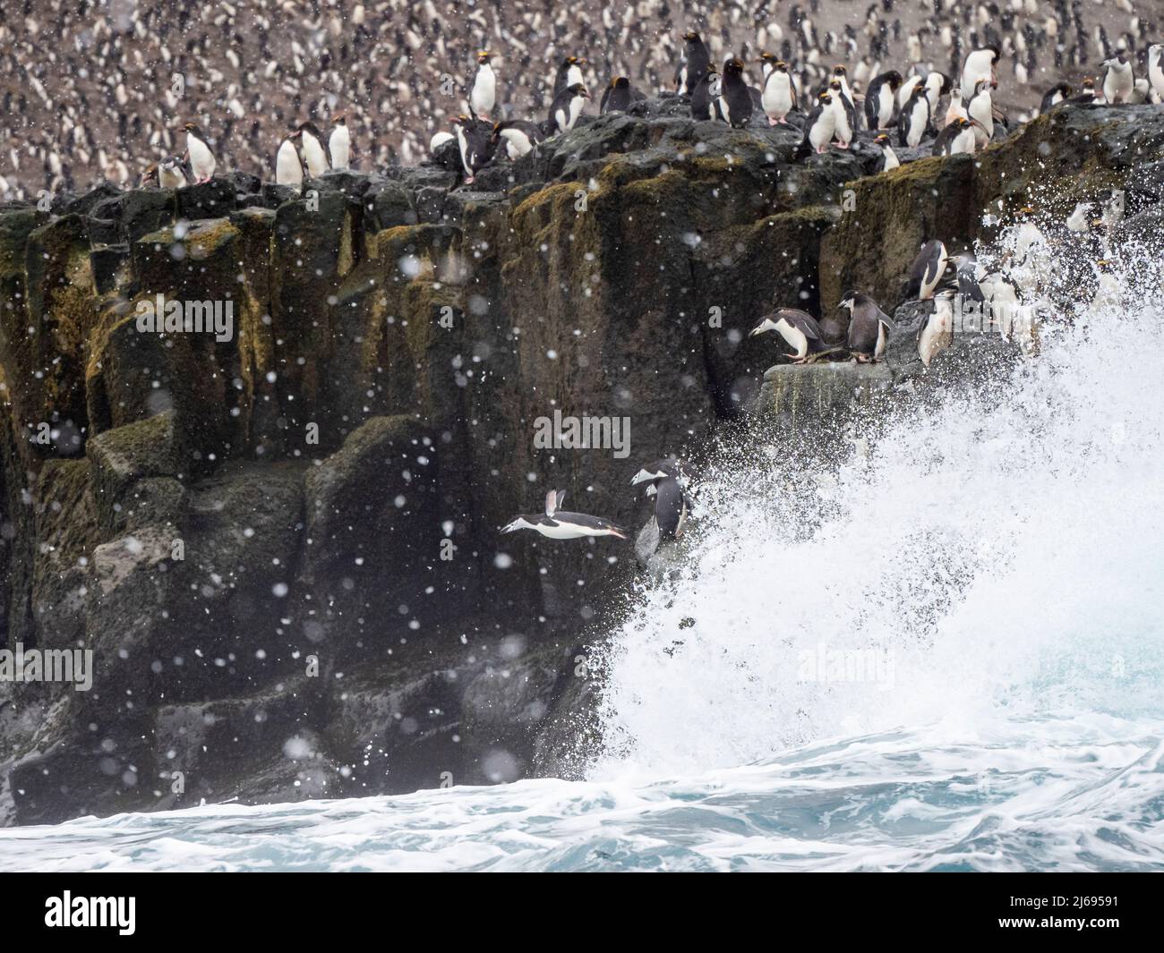 Chinstrap penguins (Pygoscelis antarcticus), diving off a cliff in to ...