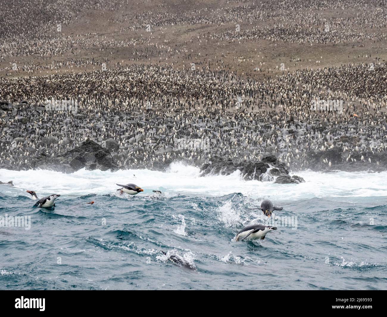 Over a million chinstrap penguins (Pygoscelis antarcticus), on ...