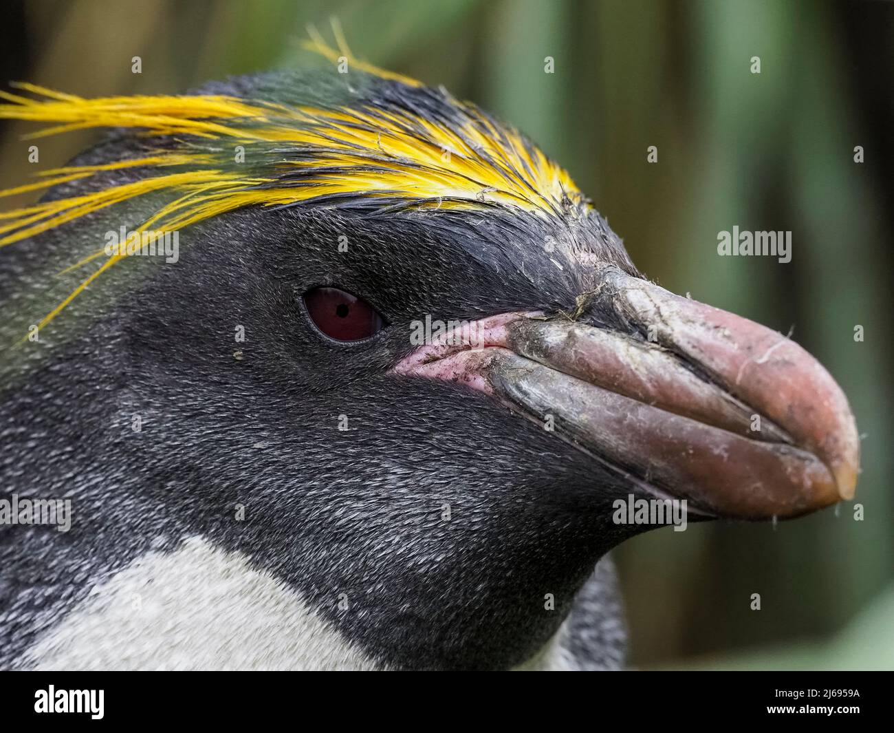 Adult macaroni penguin (Eudyptes chrysolophus), head detail in Cooper ...