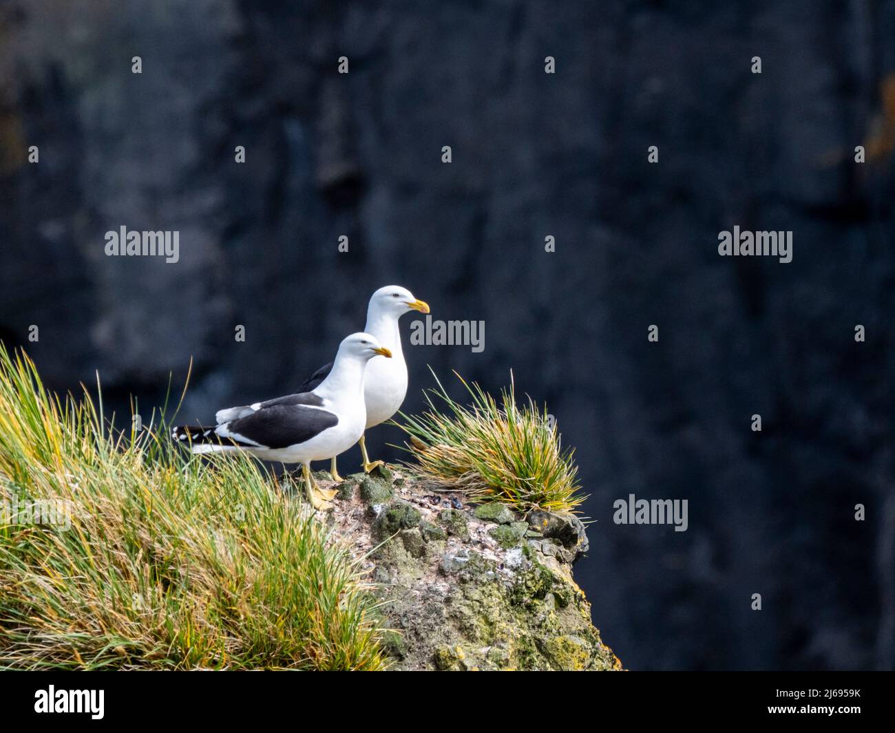 Kelp gull larus dominicanus on nest hi-res stock photography and images ...