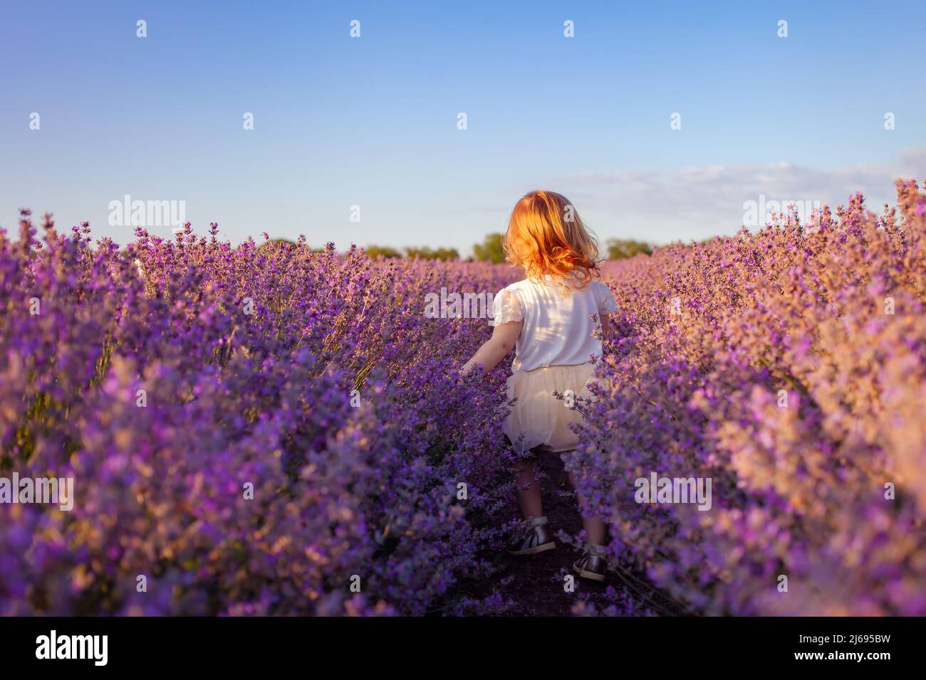 Doterra Lavender Field