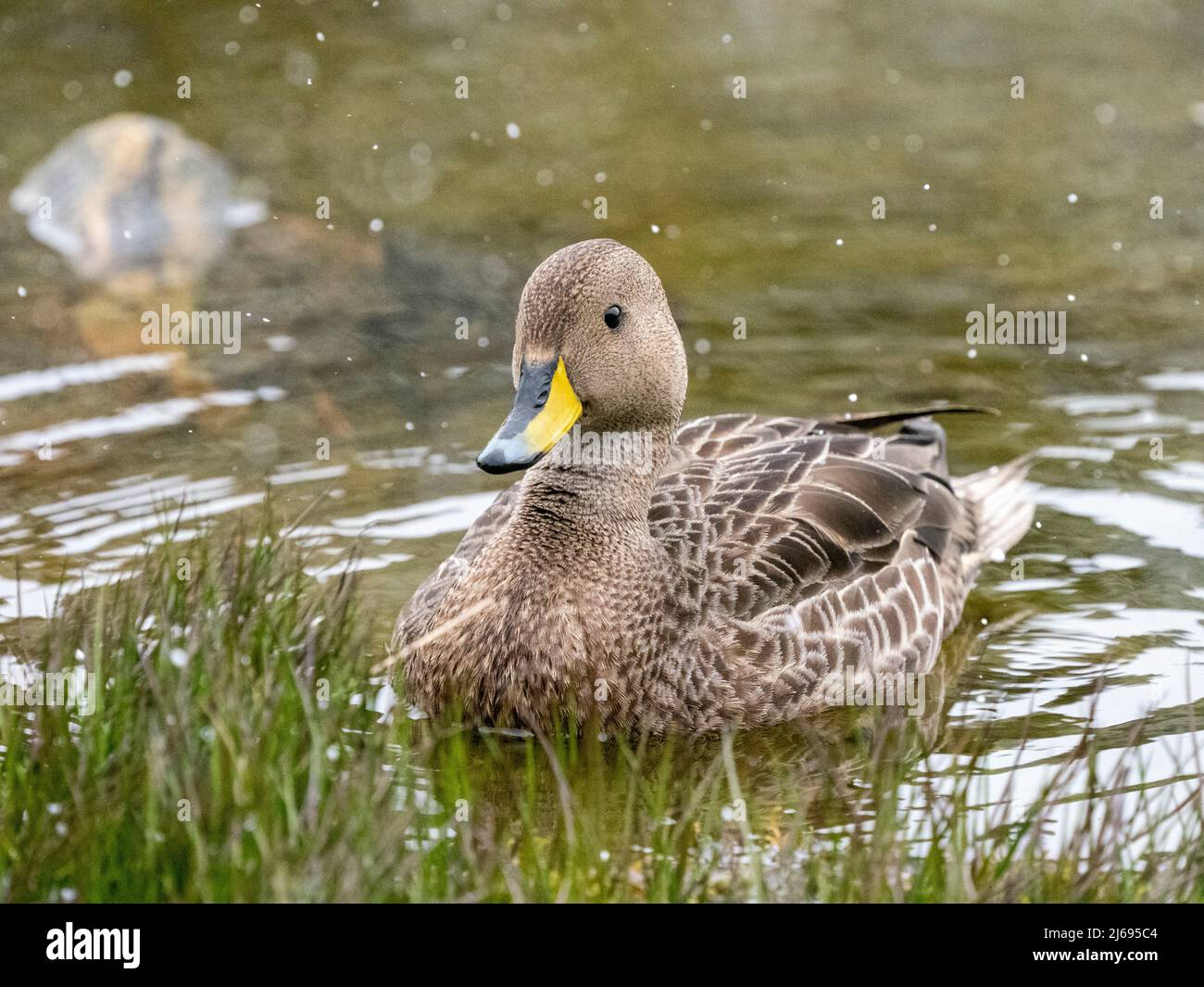 Adult South Georgia pintail (Anas georgica georgica), swimming in a ...