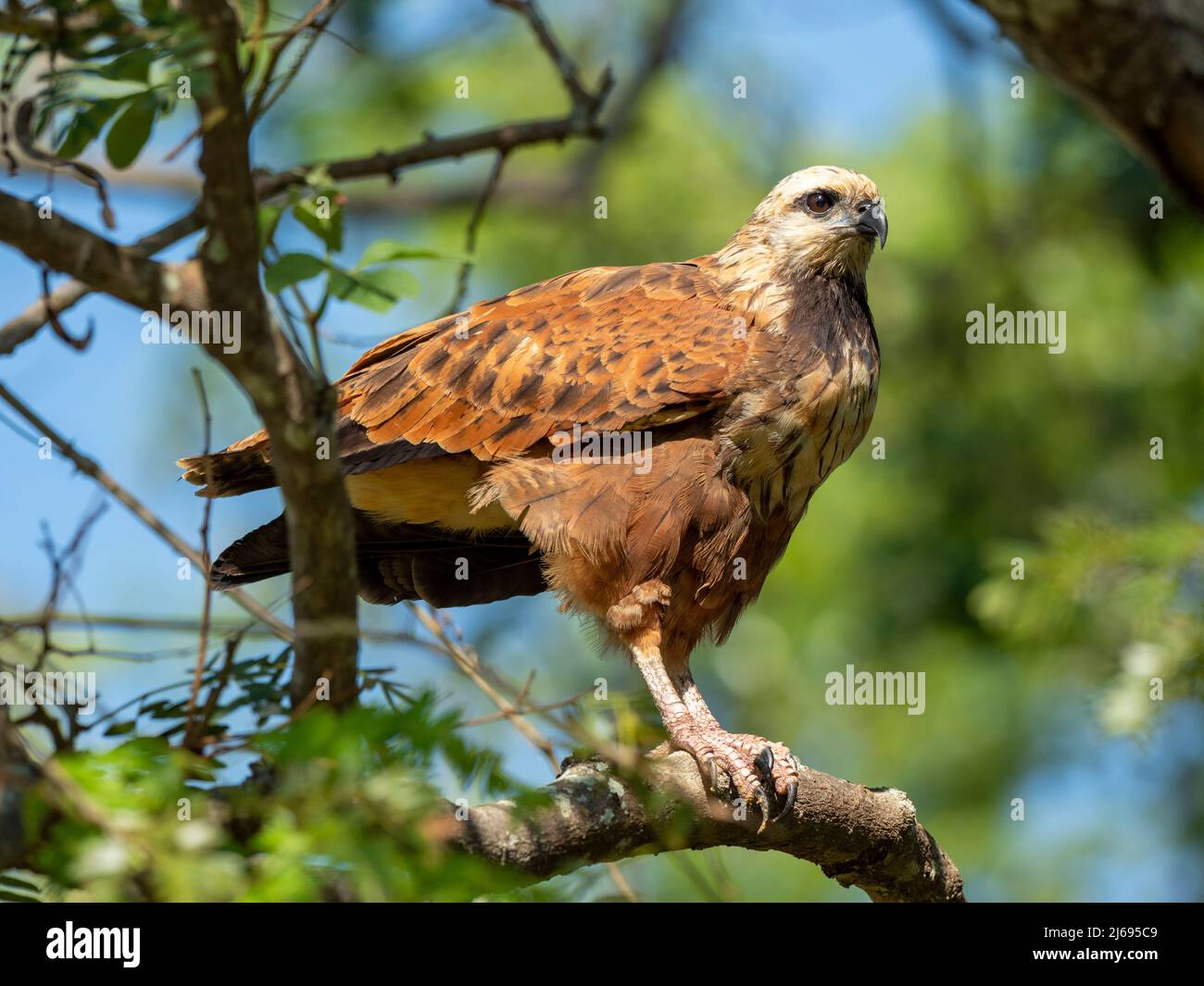 A black-collared hawk (Busarellus nigricollis), Rio Tres Irmao, Mato ...