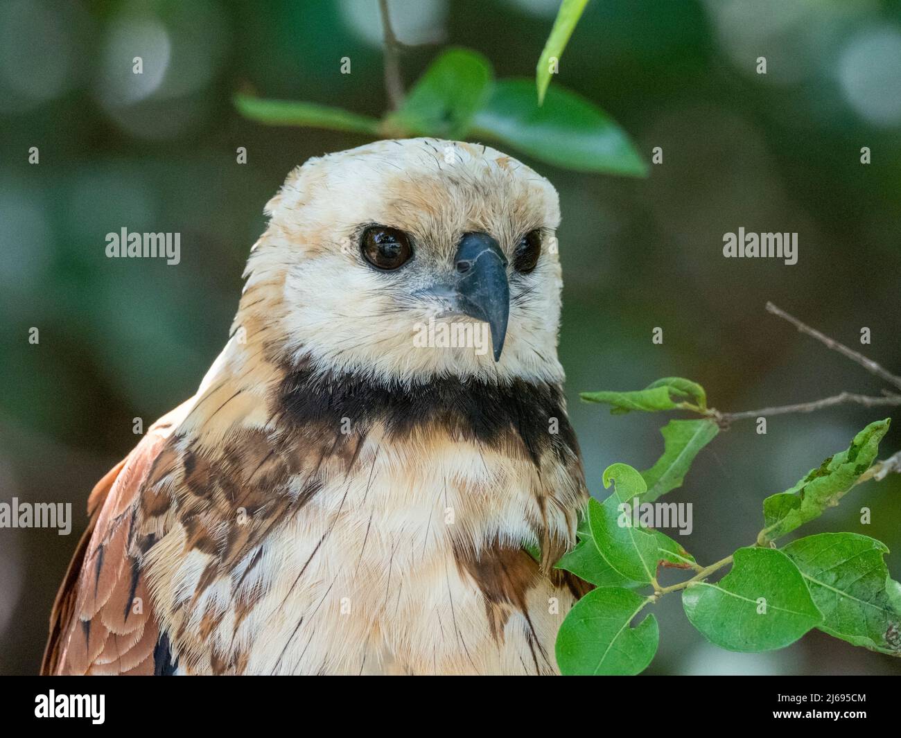 Black hawk brazil hi-res stock photography and images - Alamy