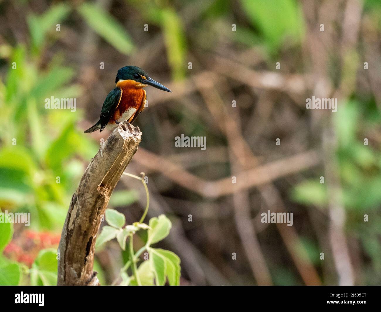 Adult male American pygmy kingfisher (Chloroceryle aenea), Rio Negro ...