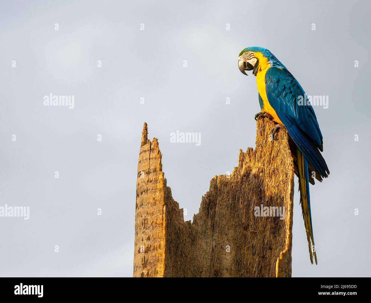 Side view macaw hi-res stock photography and images - Alamy