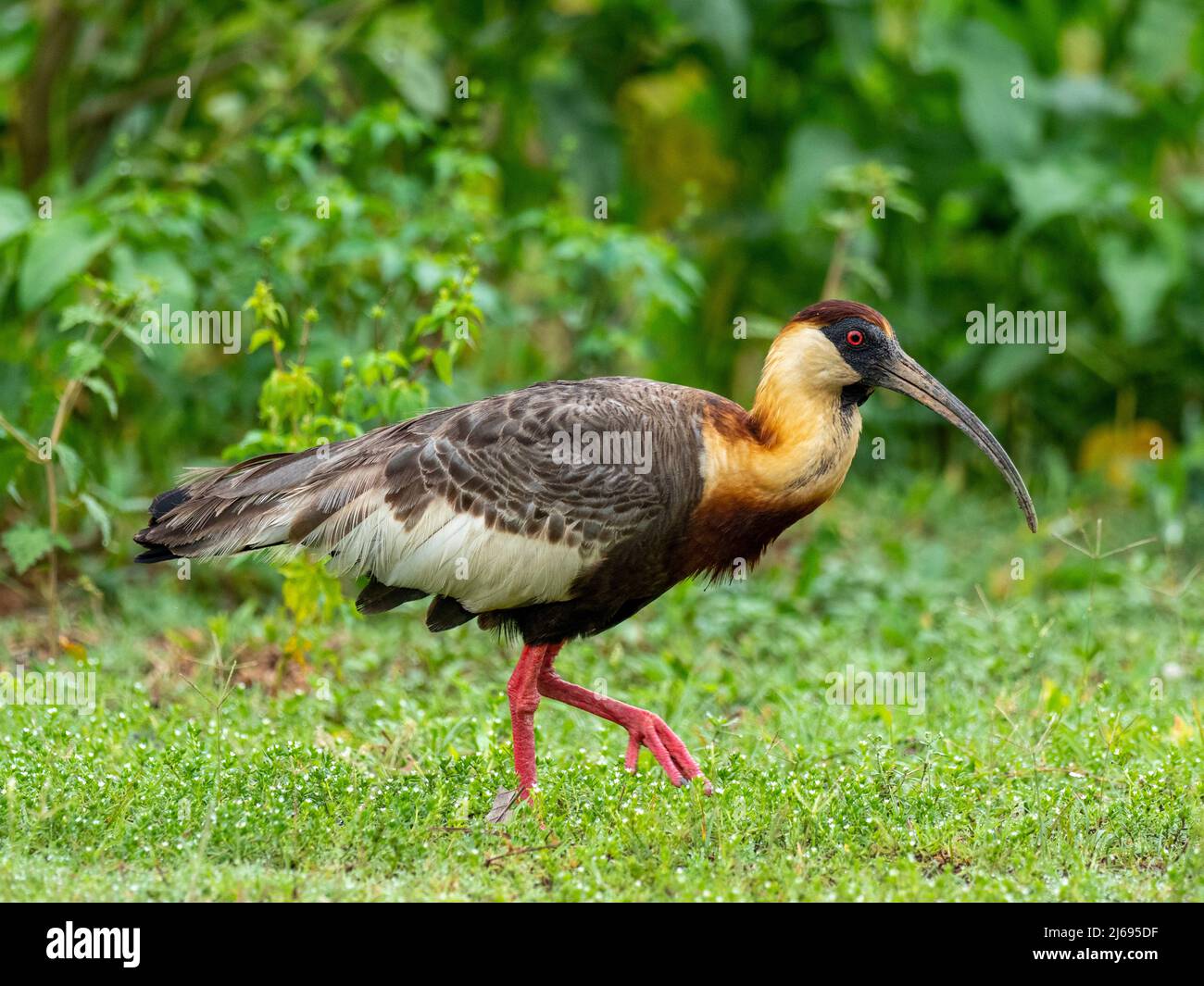 An adult buff-necked ibis (Theristicus caudatus), on the ...