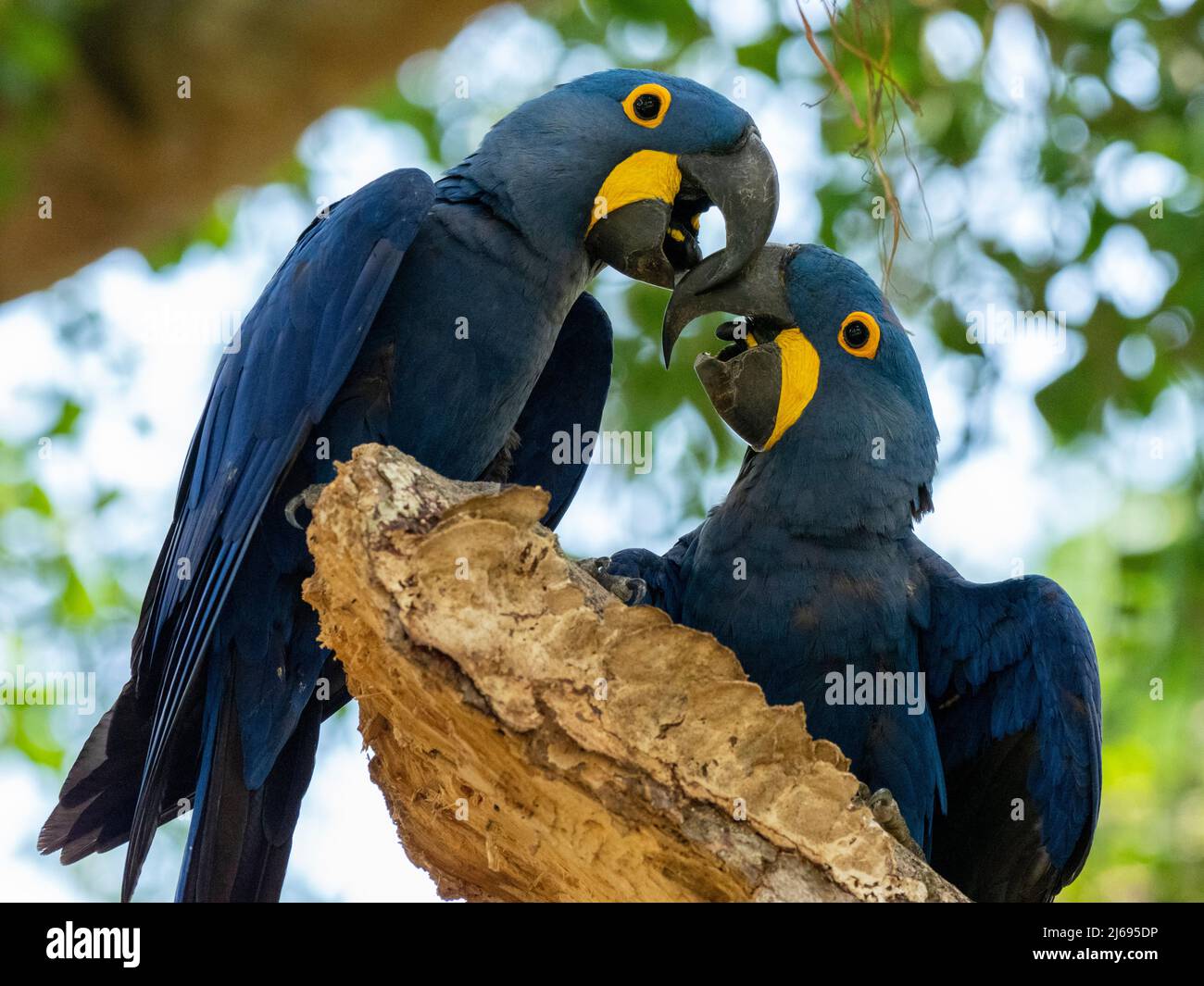 Adult hyacinth macaws (Anodorhynchus hyacinthinus), in a tree on the ...