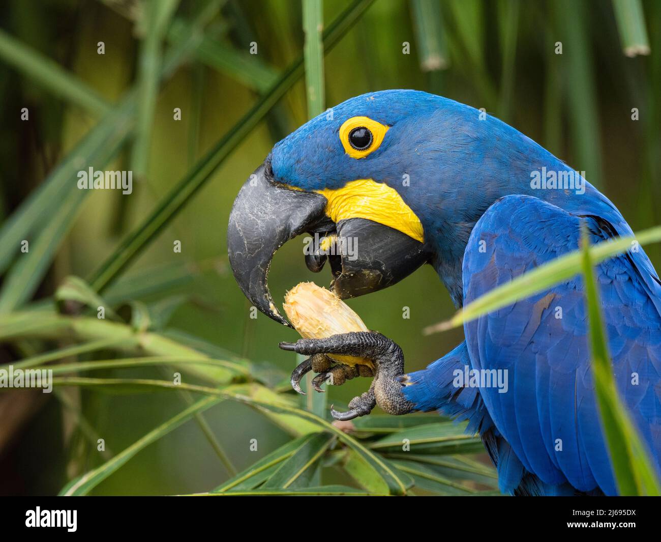 Adult hyacinth macaw (Anodorhynchus hyacinthinus), in a tree on the Rio ...