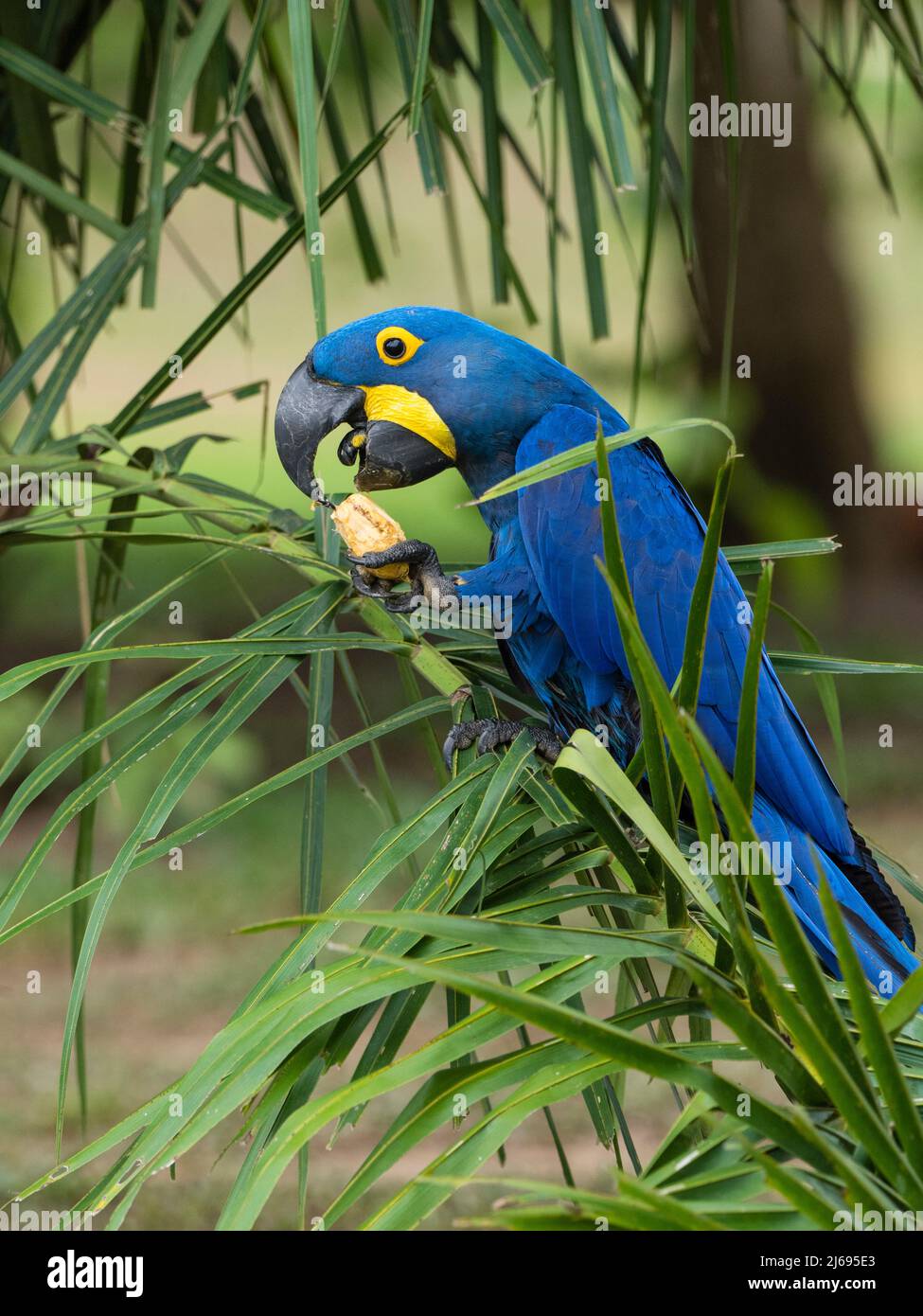 Adult hyacinth macaw (Anodorhynchus hyacinthinus), in a tree on the Rio ...