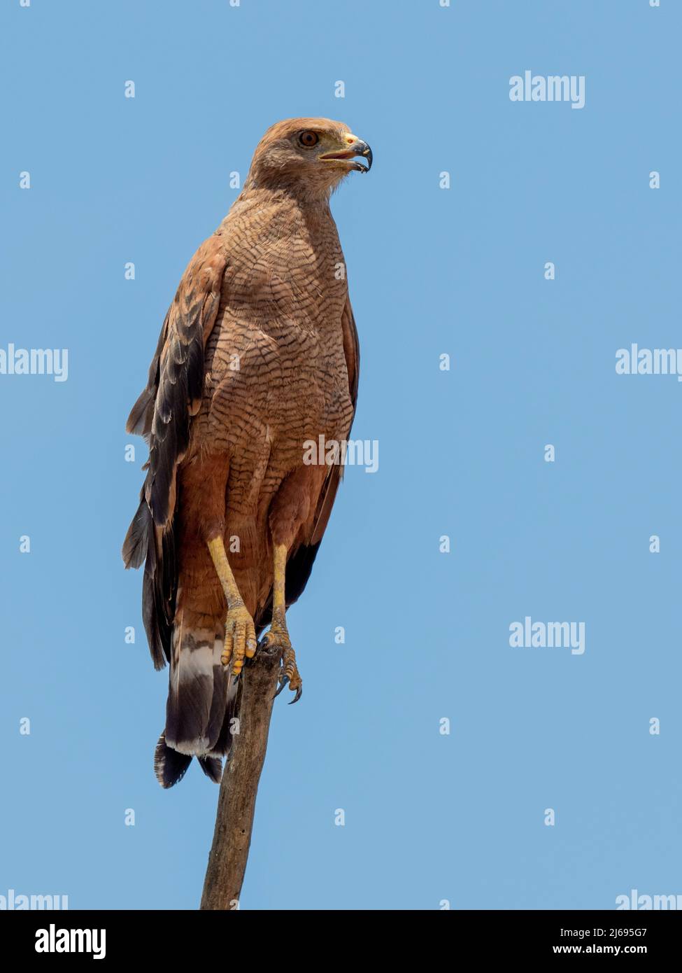 An adult savanna hawk hi-res stock photography and images - Alamy