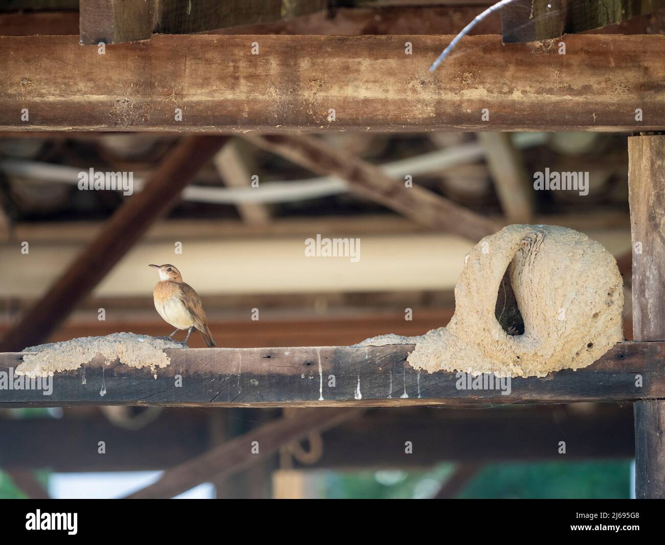 Adult red ovenbird (Furnarius rufus), with nest on a Posada, Rio Pixaim ...