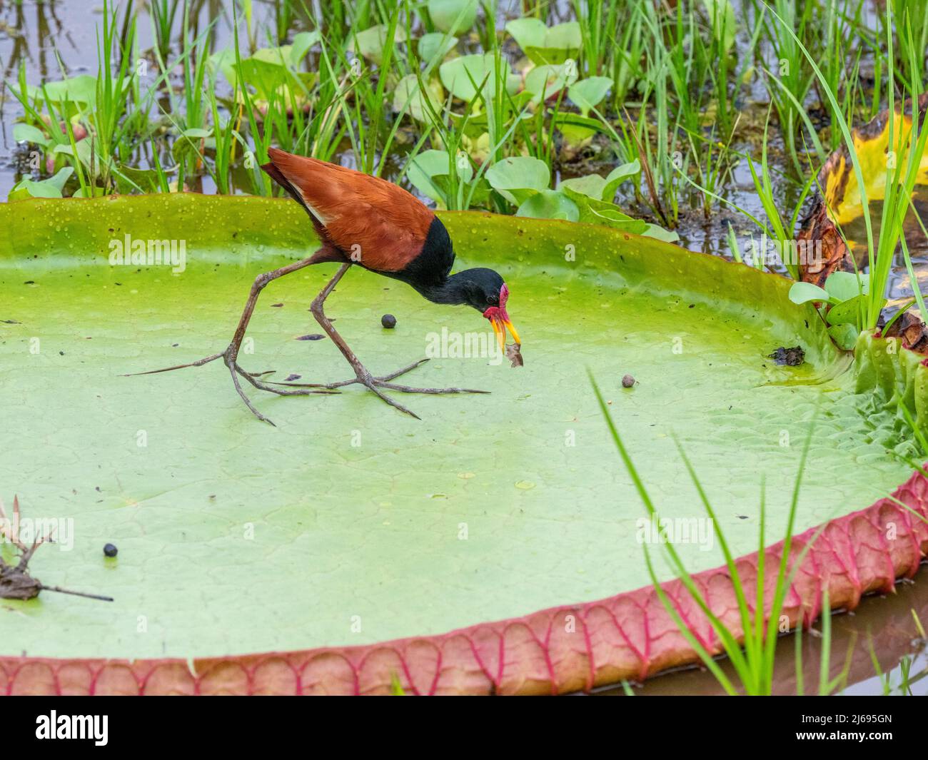 Adult wattled jacana (Jacana jacana), on Queen Victoria water lily, Rio ...