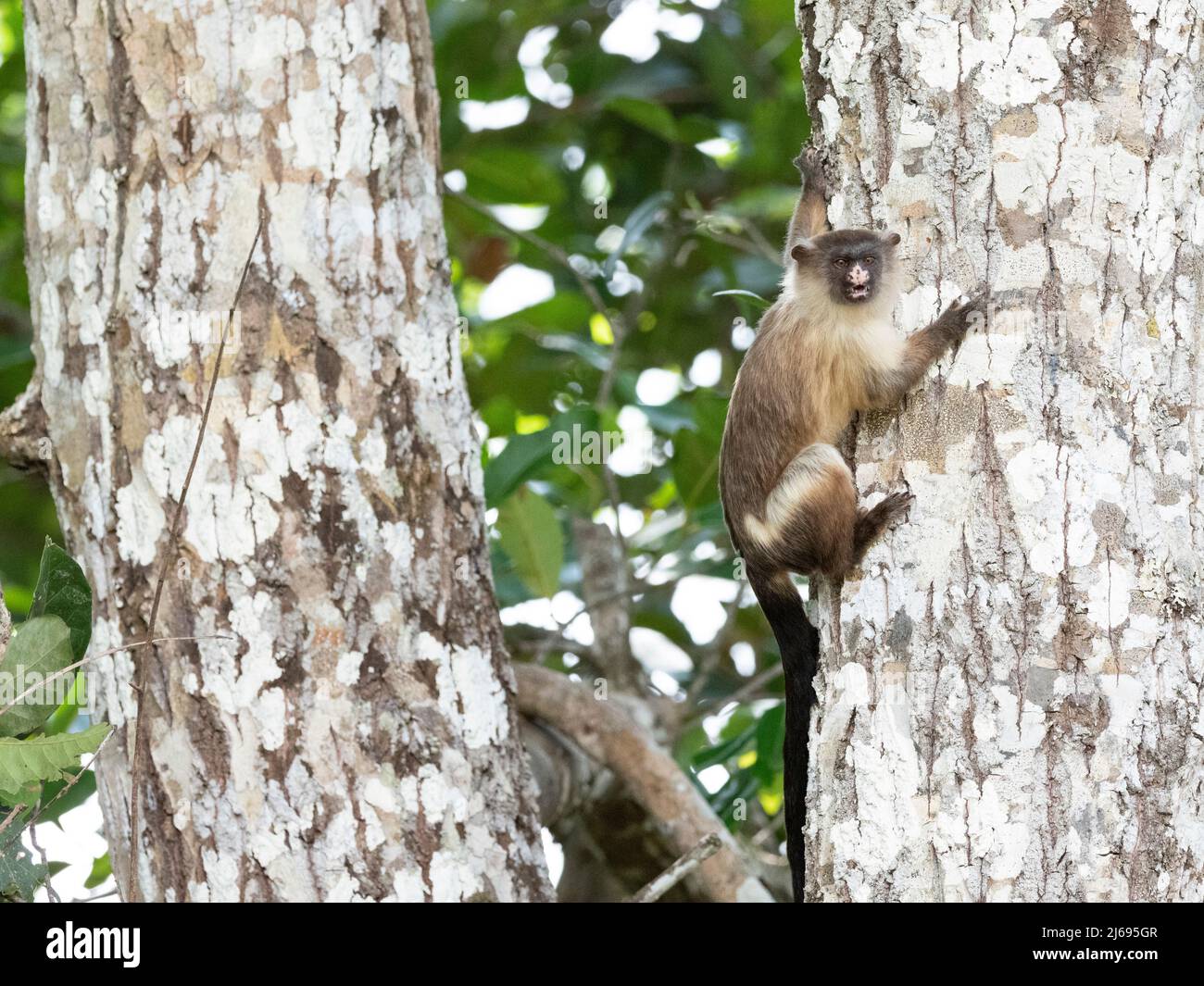 Adult black-tailed marmoset (Mico melanurus), in the trees at Pousada ...