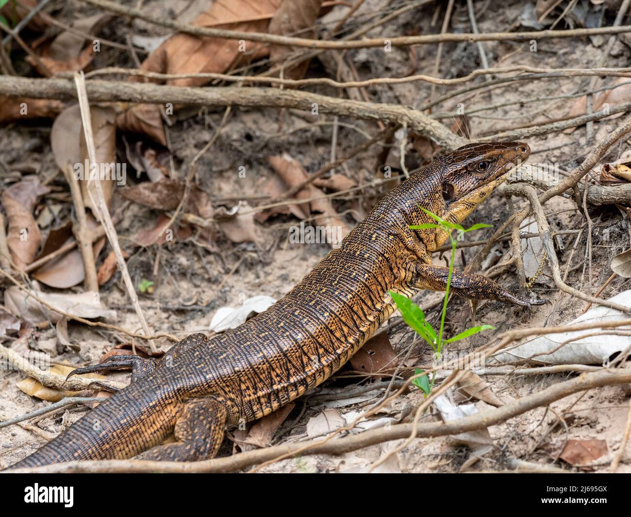 An adult golden tegu (Tupinambis teguixin), along the riverbank on the ...