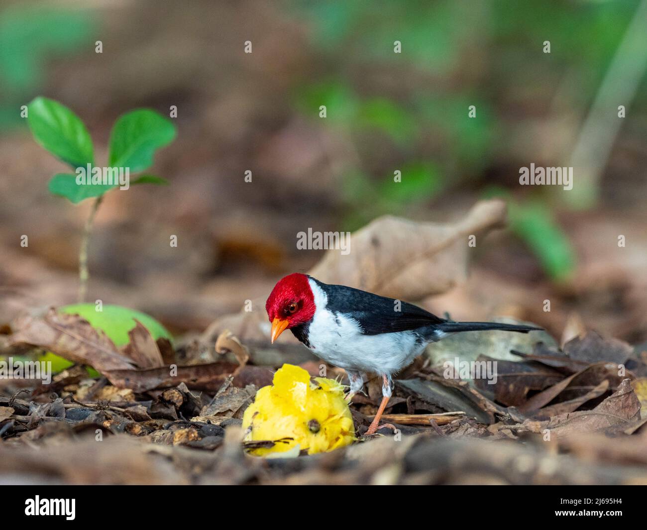 Adult yellow billed cardinal hi-res stock photography and images - Alamy