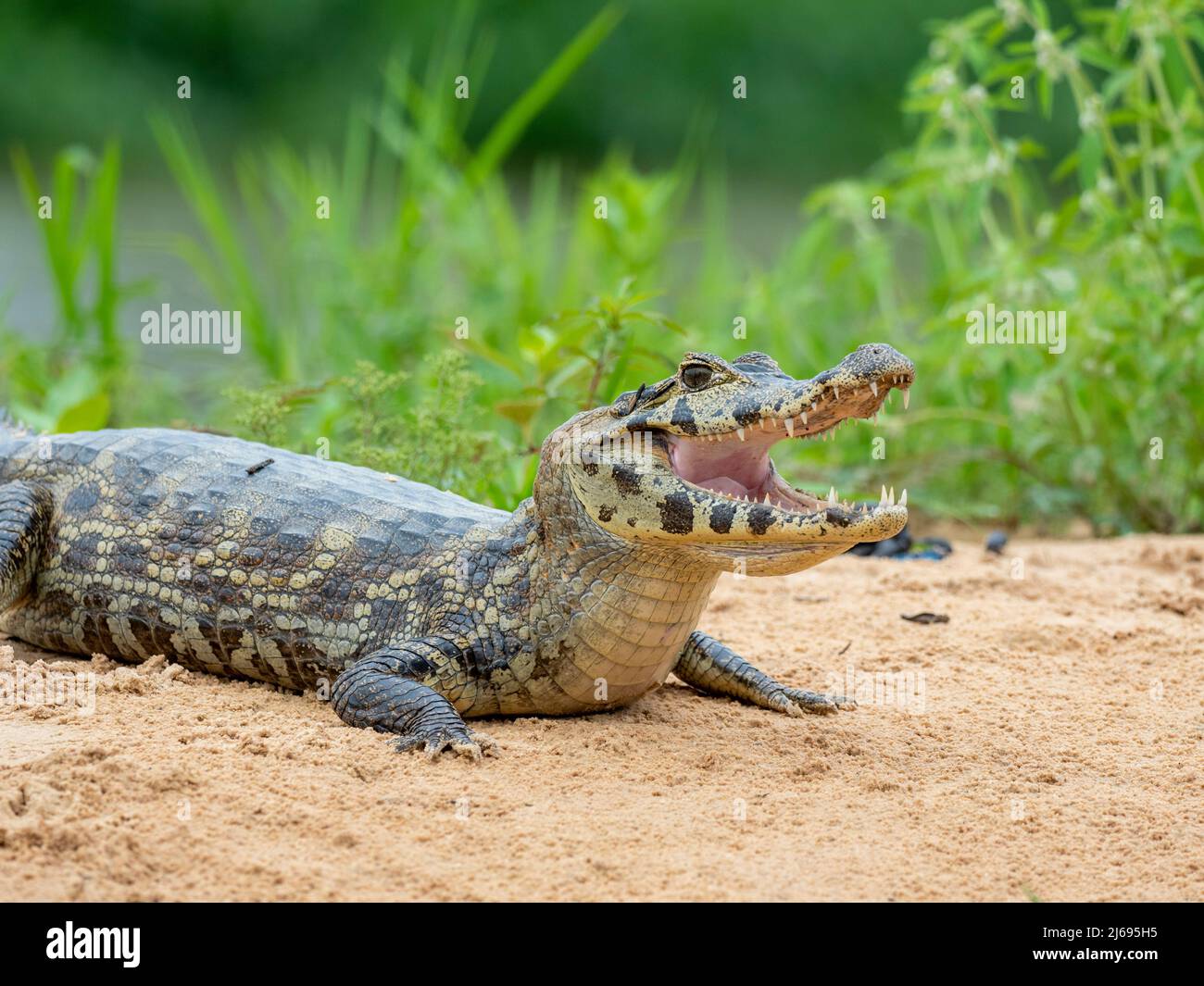 Young jacare caiman hi-res stock photography and images - Alamy