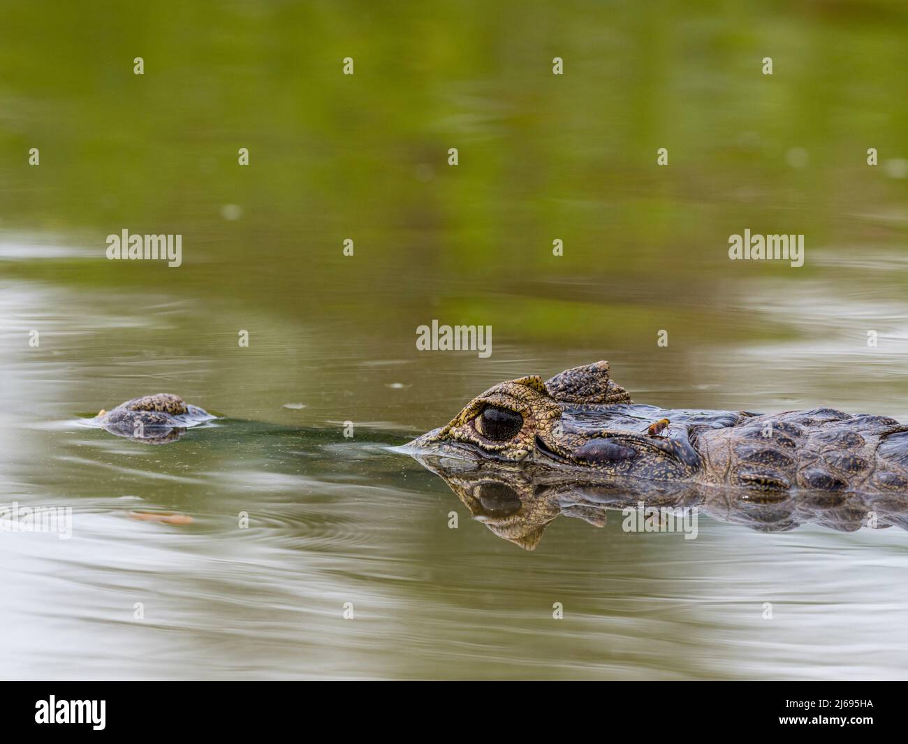 A Young Jacare Caiman High Resolution Stock Photography and Images - Alamy