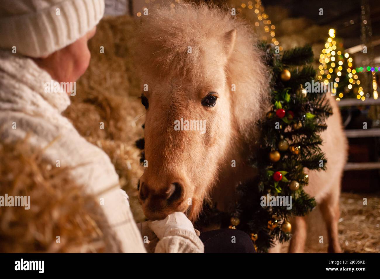 Christmas decorations on the stables. A beautiful pony with a wreath ...