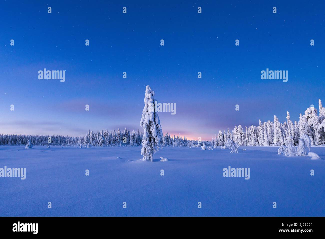 Frozen spruce tree in the snow under the starry sky at dusk, Lapland ...