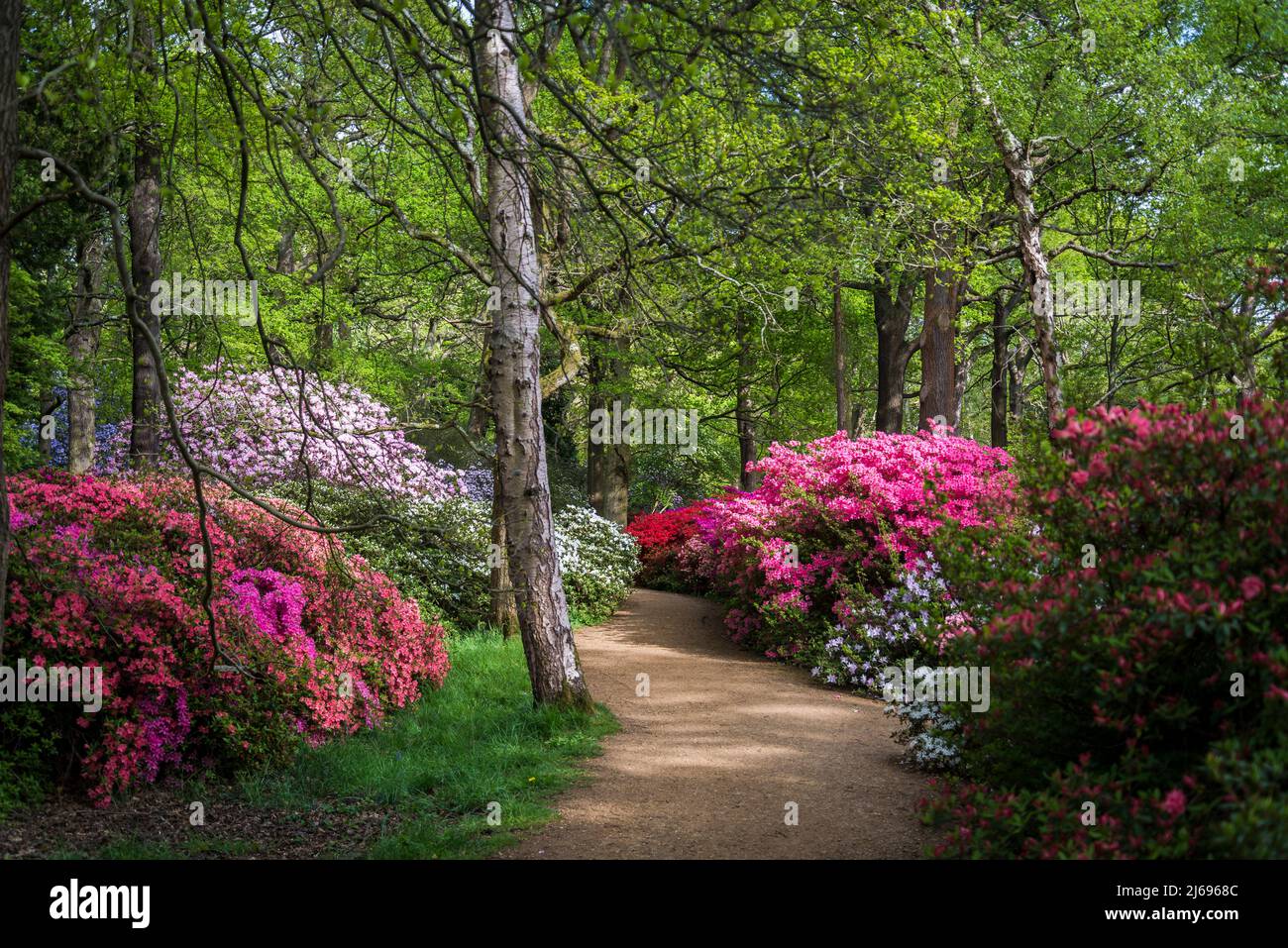 Azalea in Isabella Plantation, Richmond Park, London, England, UK Stock ...