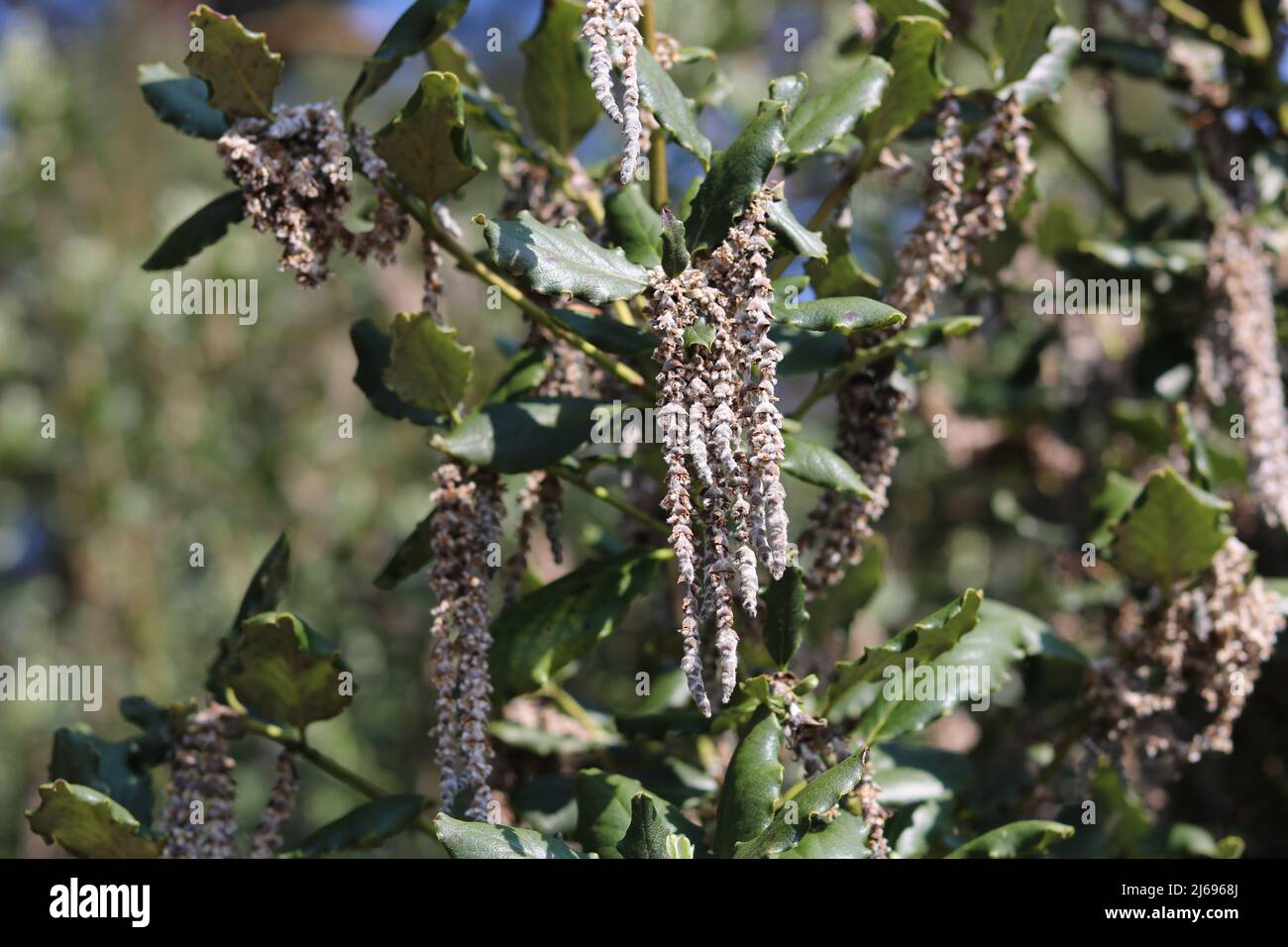 Architectural plant garrya elliptica bush with foliage in garden Stock ...