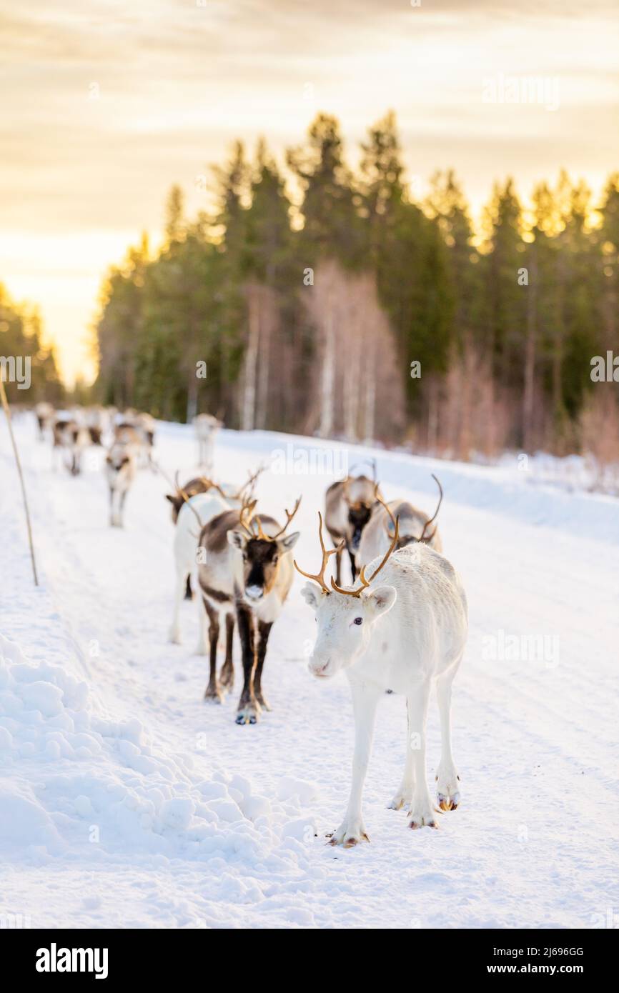 Herding reindeer in beautiful snowy landscape of Jorn, Sweden ...