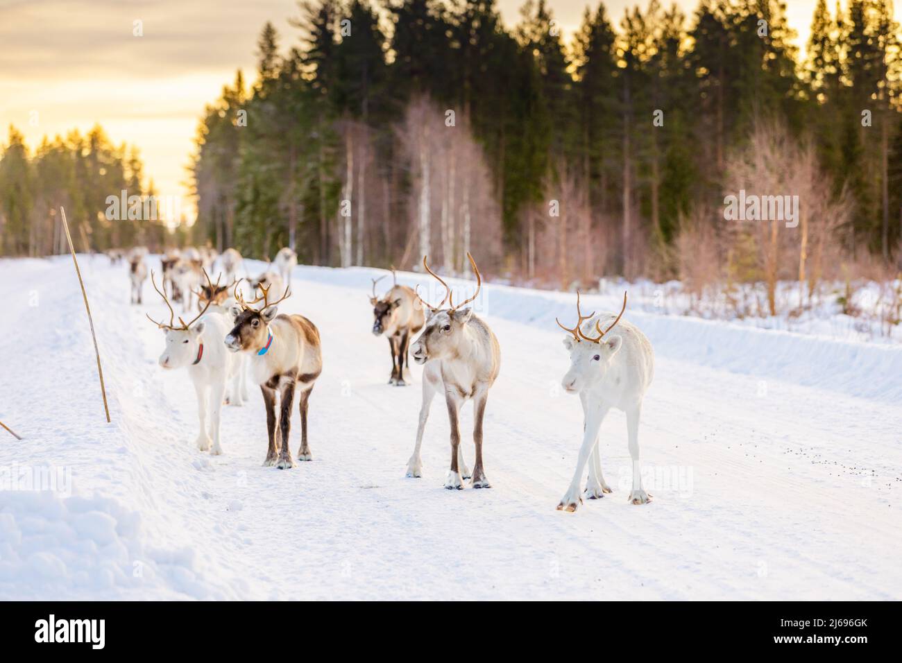 Herding reindeer in beautiful snowy landscape of Jorn, Sweden ...