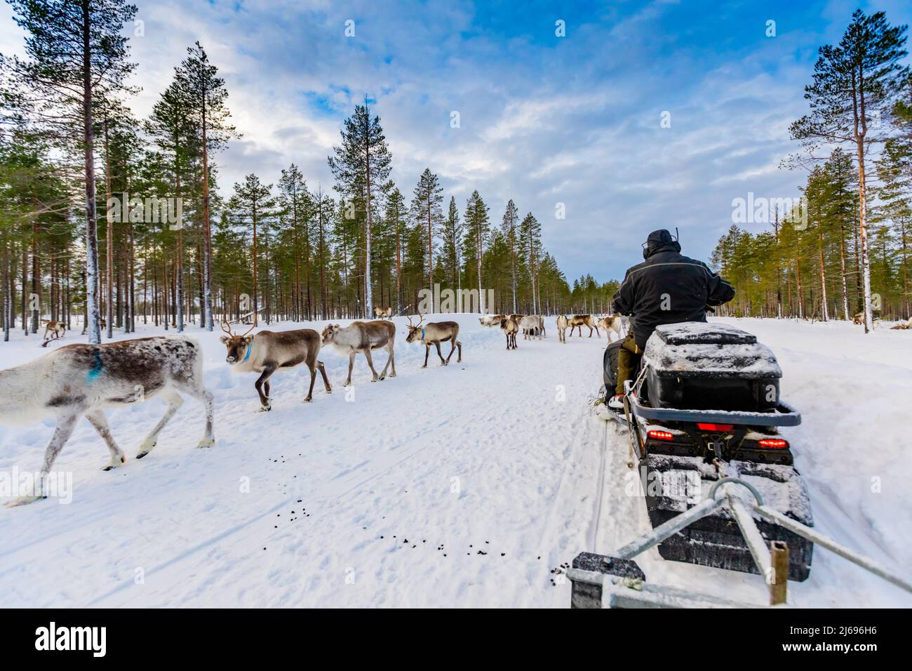 Herding reindeer in beautiful snowy landscape of Jorn, Sweden ...