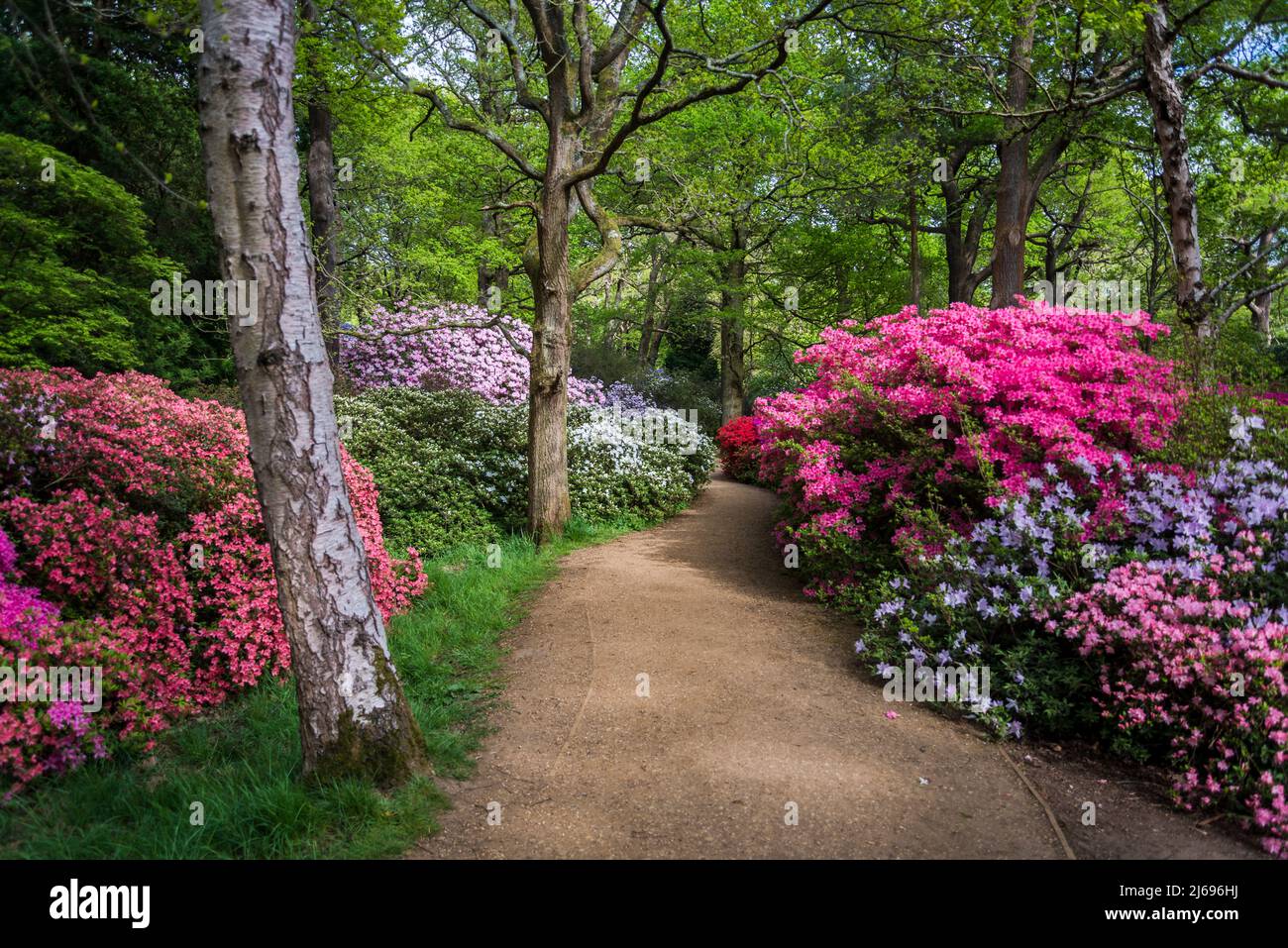 Azalea in Isabella Plantation, Richmond Park, London, England, UK Stock ...