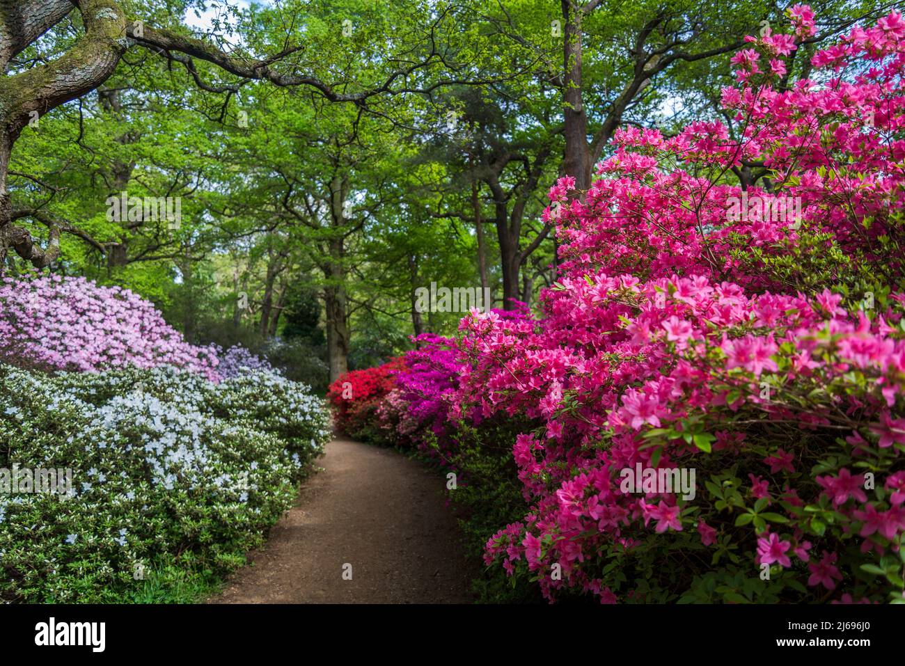 Azalea in Isabella Plantation, Richmond Park, London, England, UK Stock ...