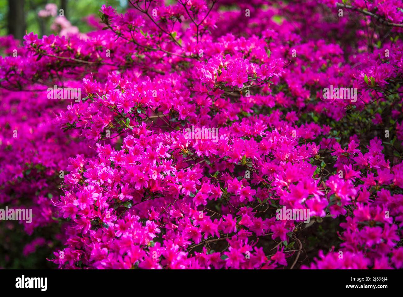 Azalea in Isabella Plantation, Richmond Park, London, England, UK Stock ...