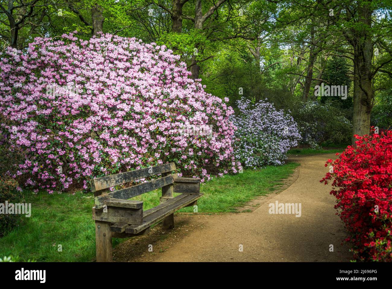 Azalea in Isabella Plantation, Richmond Park, London, England, UK Stock ...