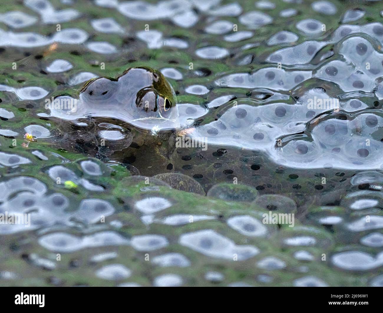 Common Frog, County Clare, Munster, Republic of Ireland, Europe Stock ...