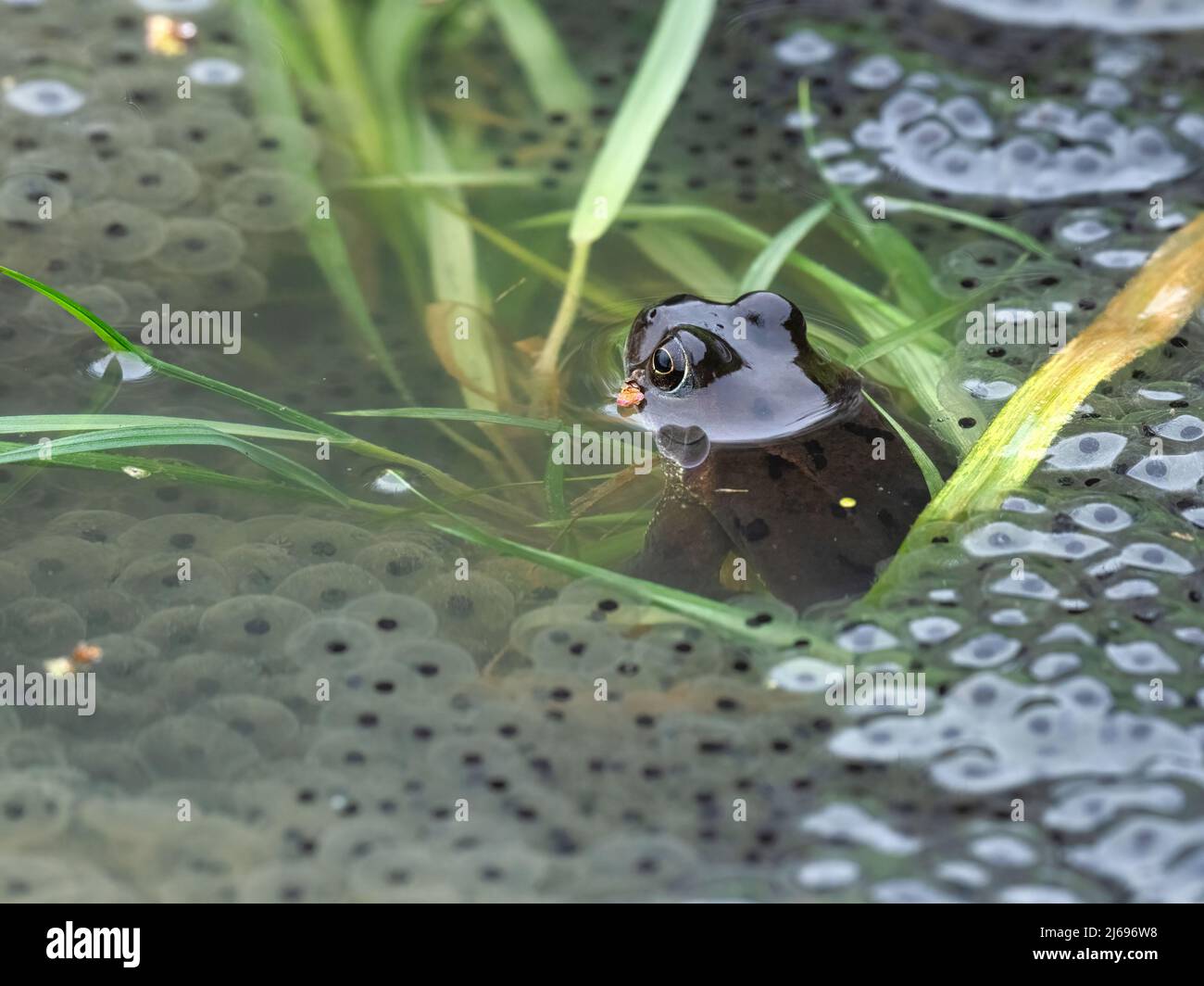 Common Frog, County Clare, Munster, Republic of Ireland, Europe Stock ...