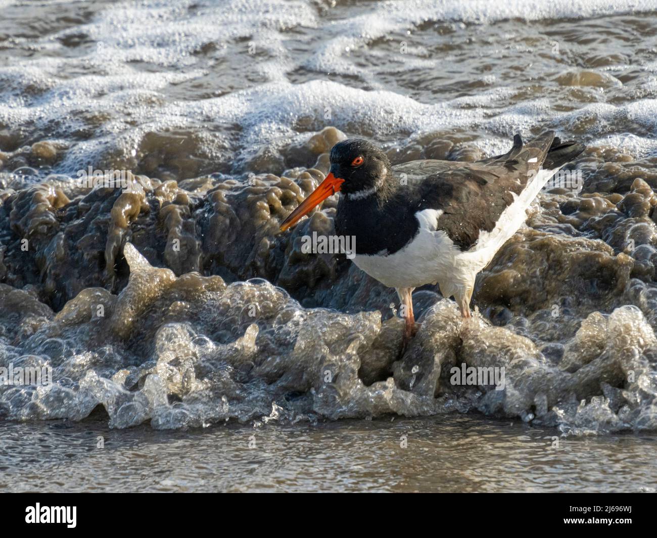 Oystercatcher, County Clare, Munster, Republic of Ireland, Europe Stock ...