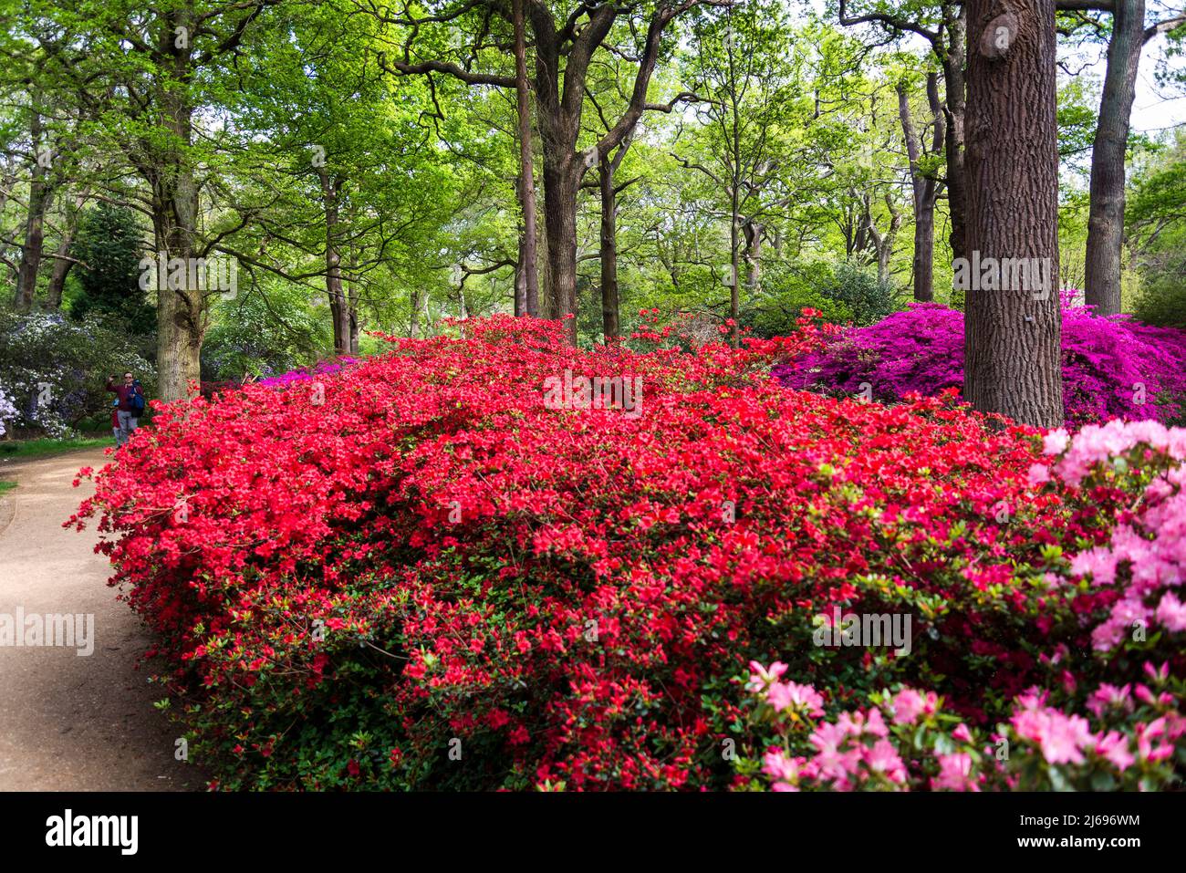 Azalea in Isabella Plantation, Richmond Park, London, England, UK Stock ...