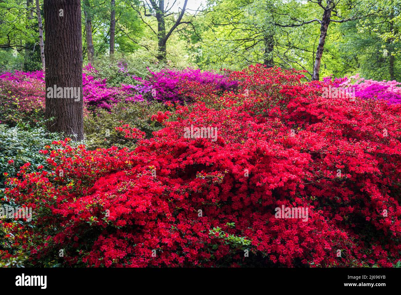 Azalea in Isabella Plantation, Richmond Park, London, England, UK Stock ...